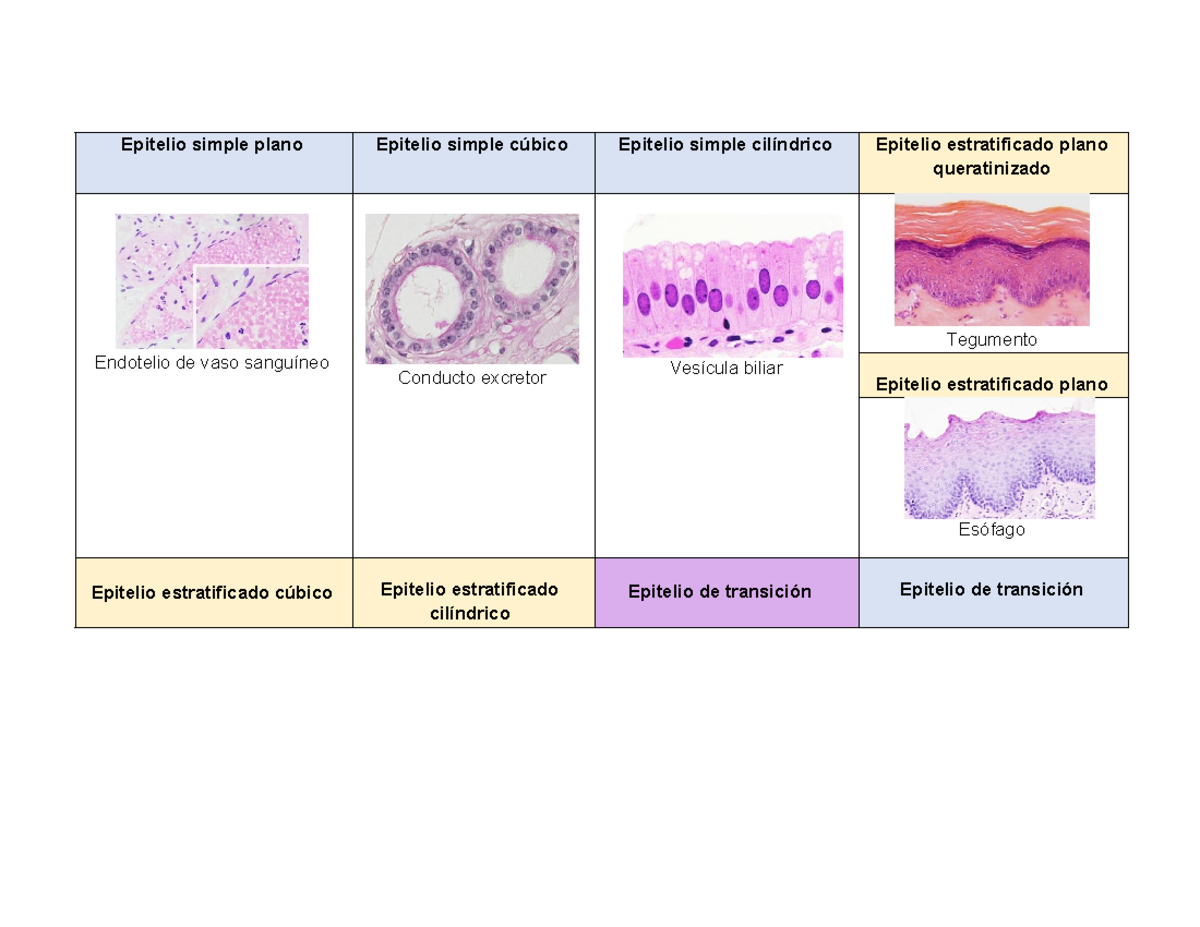 Tabla comparativa de epitelios - para combinar - Epitelio simple plano ...
