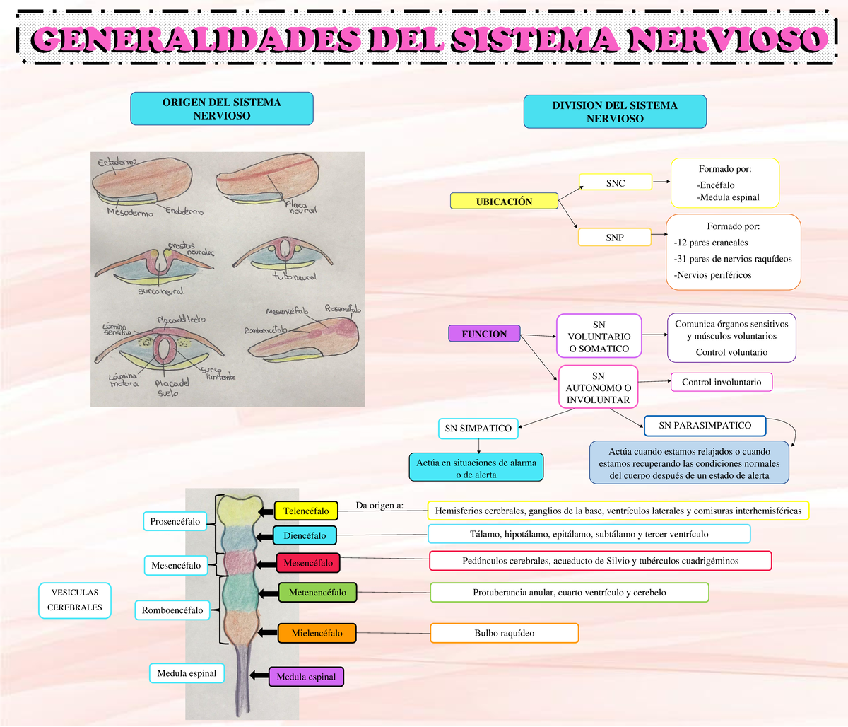 Generalidades DEL Sistema Nervioso MAPA Conceptual - GENERALIDADES DEL SISTEMA NERVIOSO - Studocu