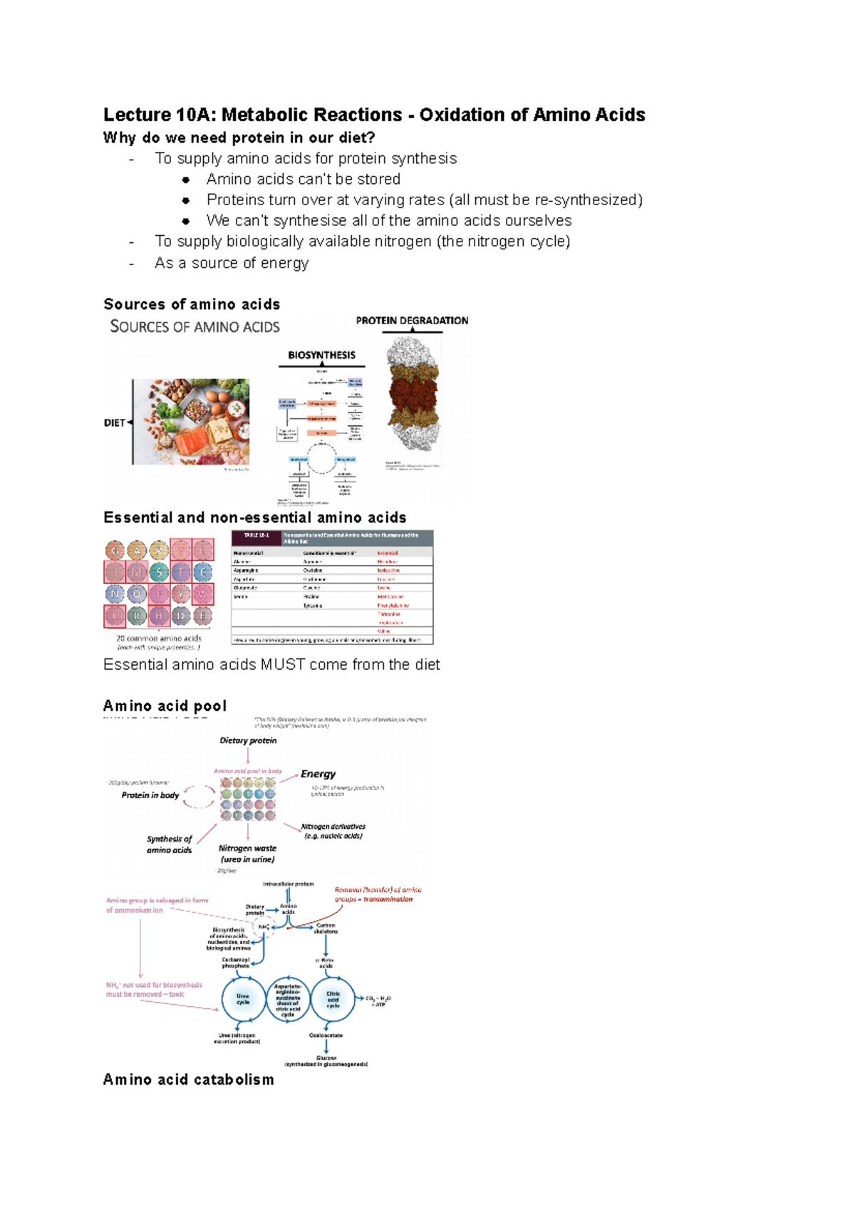 Lect 10a - metabolic reactions - oxidation of amino acids - Lecture 10A ...
