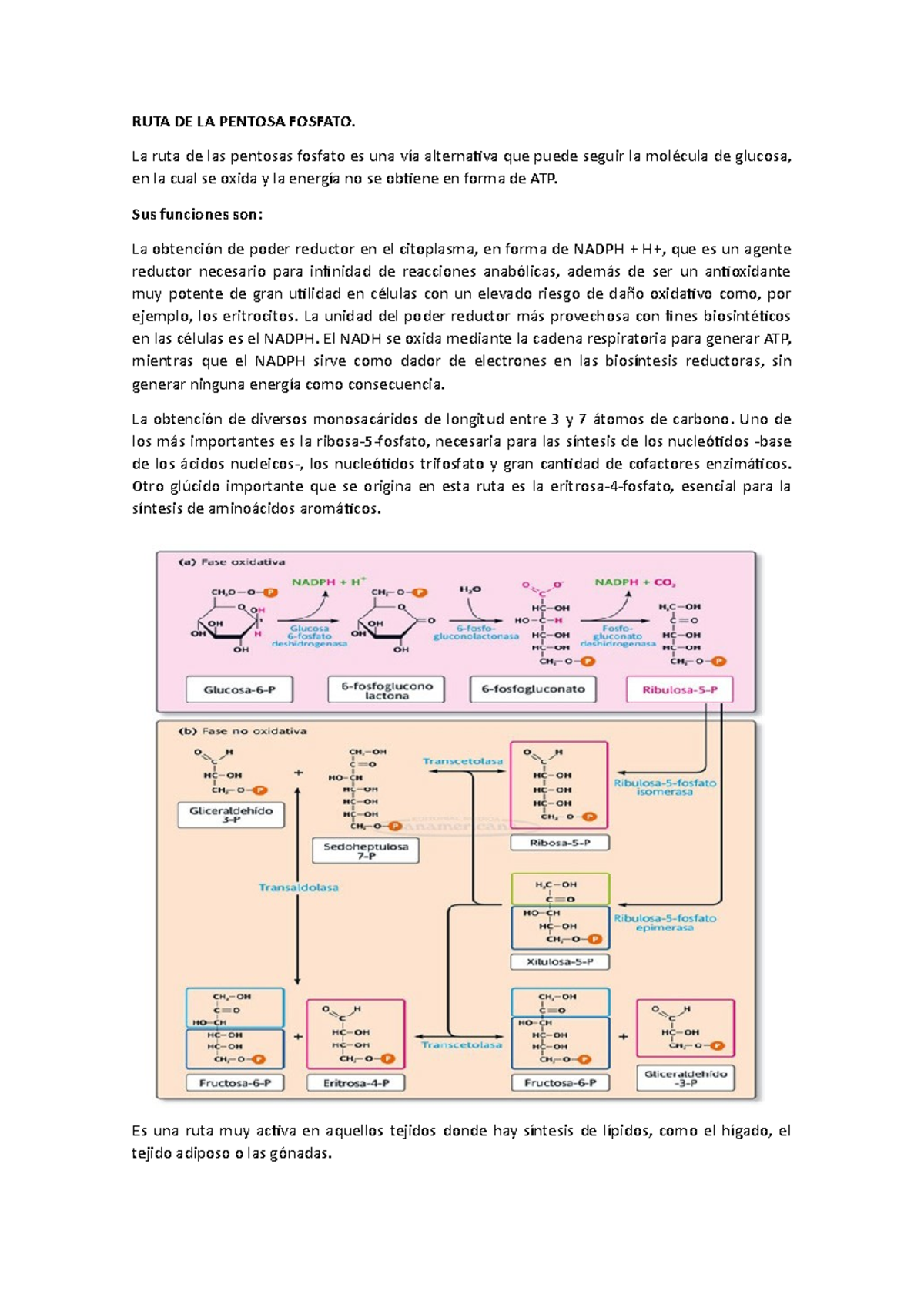 Resumen 10ma semana - bio - RUTA DE LA PENTOSA FOSFATO. La ruta de las ...