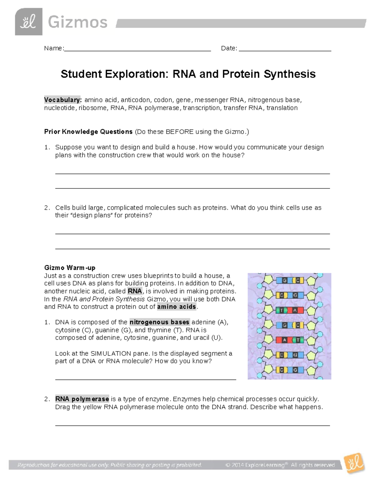 RNAProtein Synthesis SE - 2019 Name: Date: Student Exploration: RNA and ...