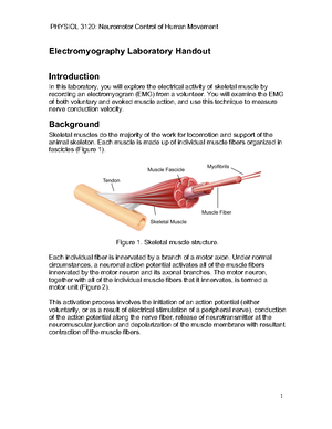 Reflex Laboratory Handout - Page 1 of 6 ©2007 ADInstruments Reflexes ...