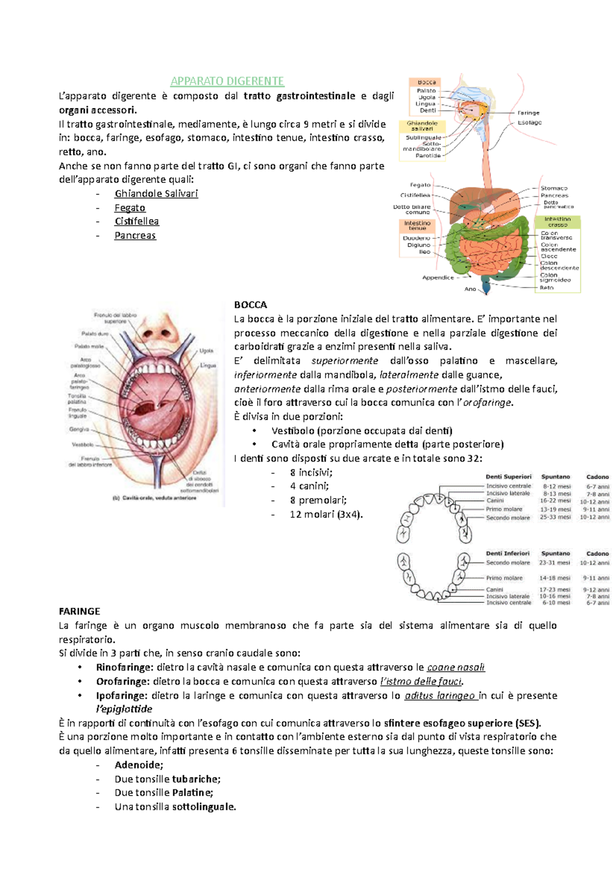 Apparato Digerente - APPARATO DIGERENTE L’apparato digerente è composto ...