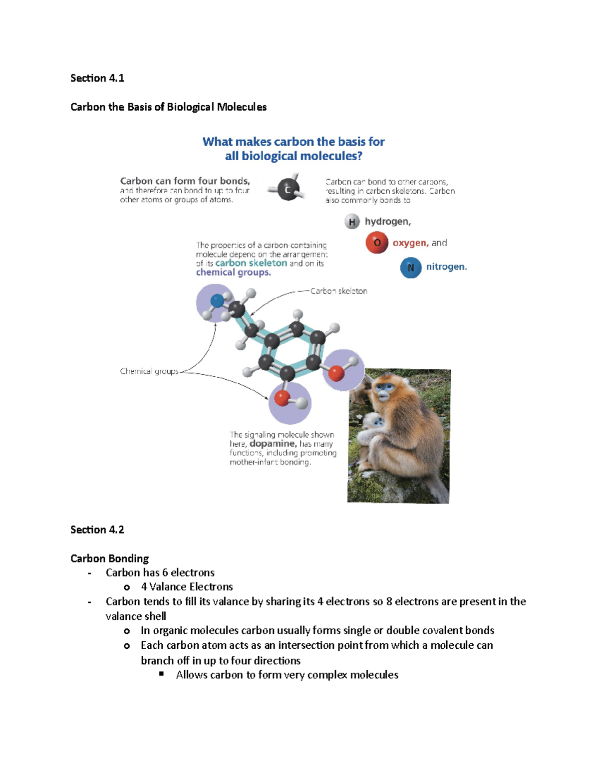 Biology I Chapter 4 - Professor Joni Balmgarden - Section 4. Carbon the ...
