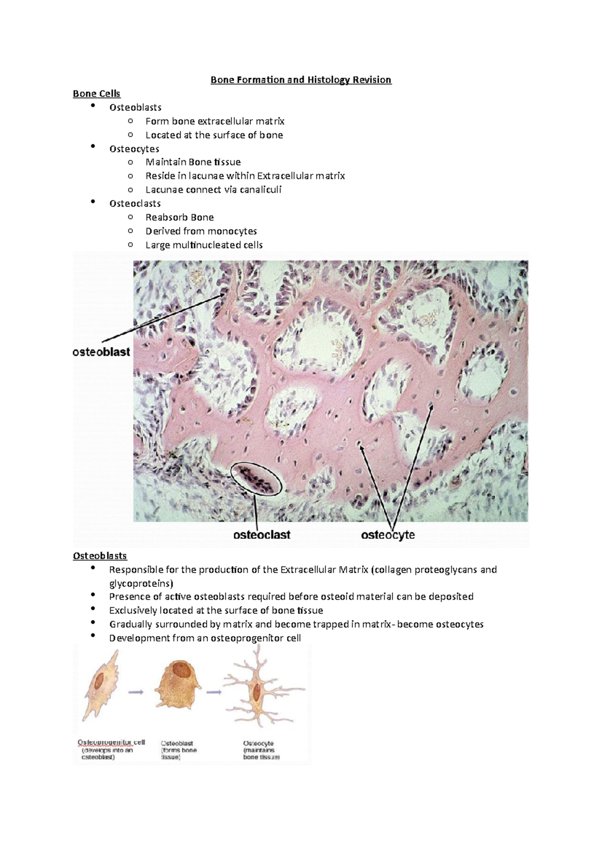 Bone Formation and Histology Revision - Studocu