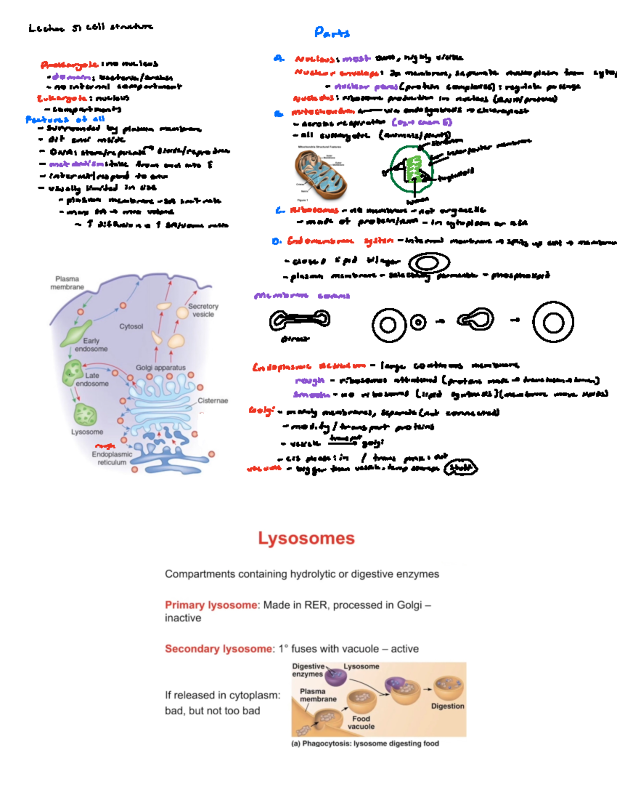 Lecture 5 cell structure - Lecture s cellstructure prokaryote no ...