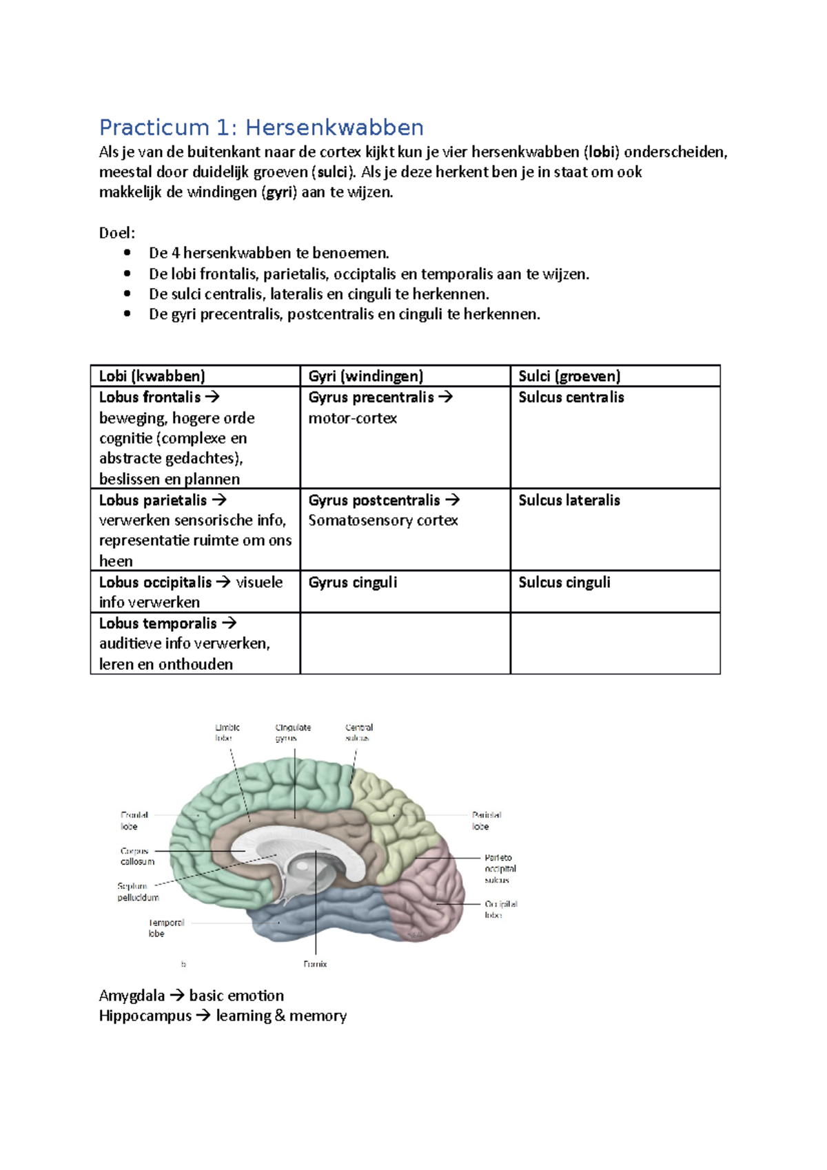 Practica - Practicum 1: Hersenkwabben Als je van de buitenkant naar de ...
