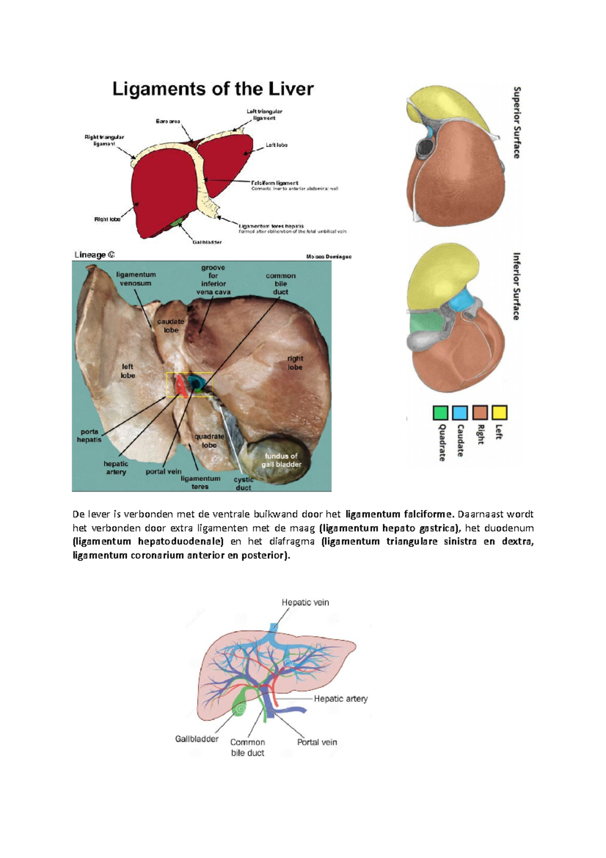 Afbeeldingen 2 - random aantekeningen die kunnen helpen bij de stof ...