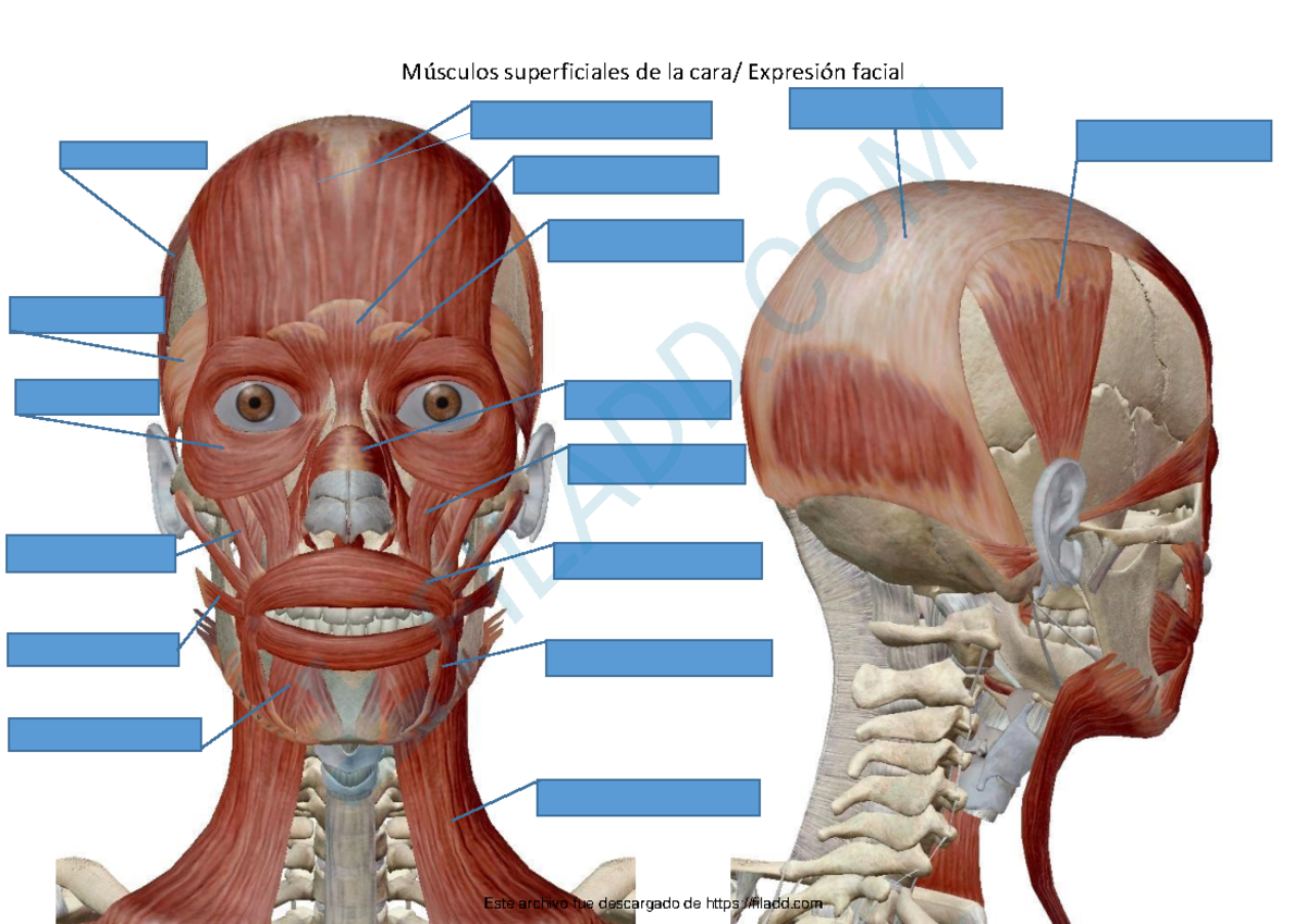 Musculos de la expresion facial - FILADD FILADD Prócer D y I Nasal ...