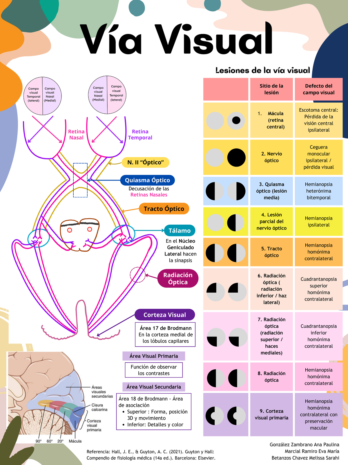 B10 - hvhvl - N. II “Óptico” Quiasma Óptico Tracto Óptico Tálamo ...