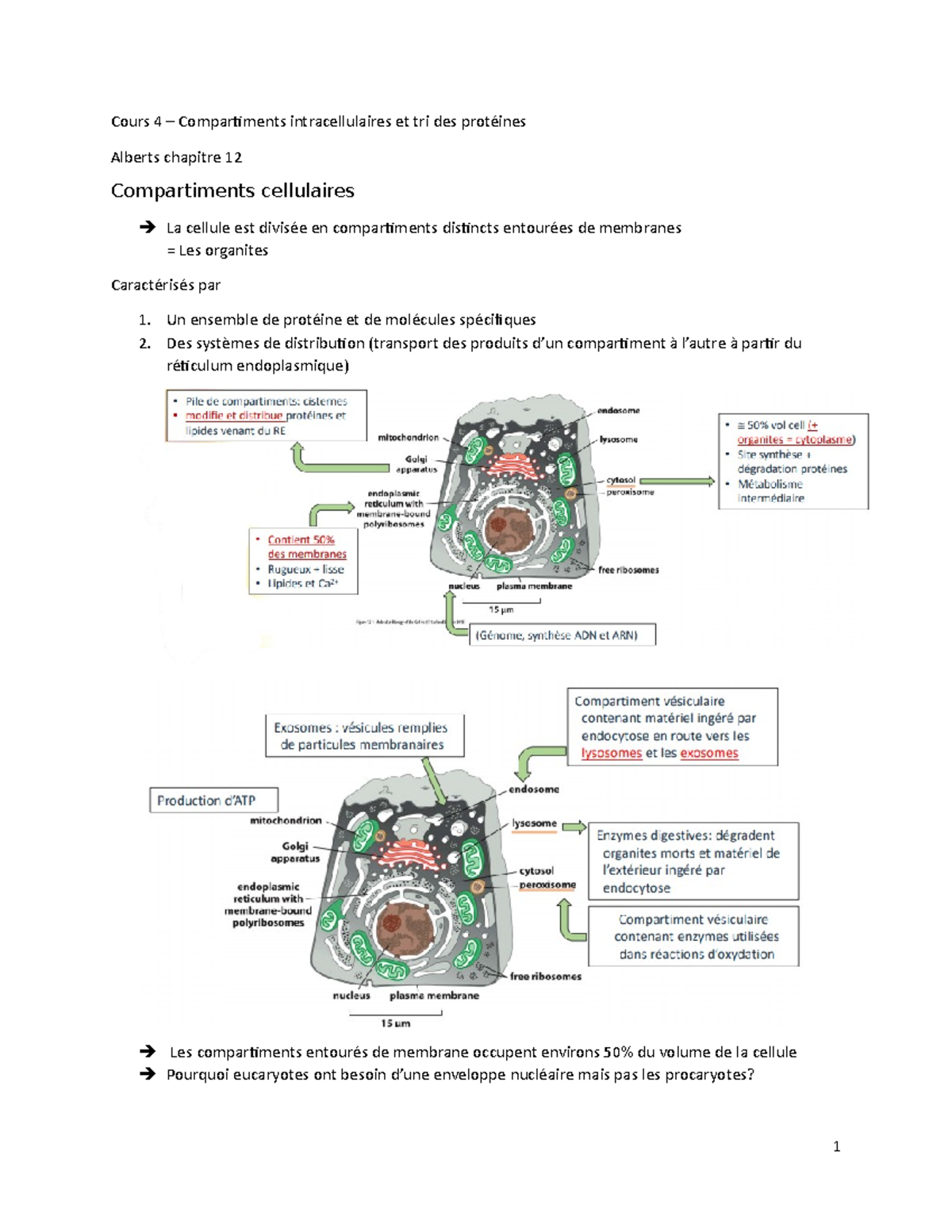 Cours 4 - Compartiments intracellulaire et tri des protéines - Les ...