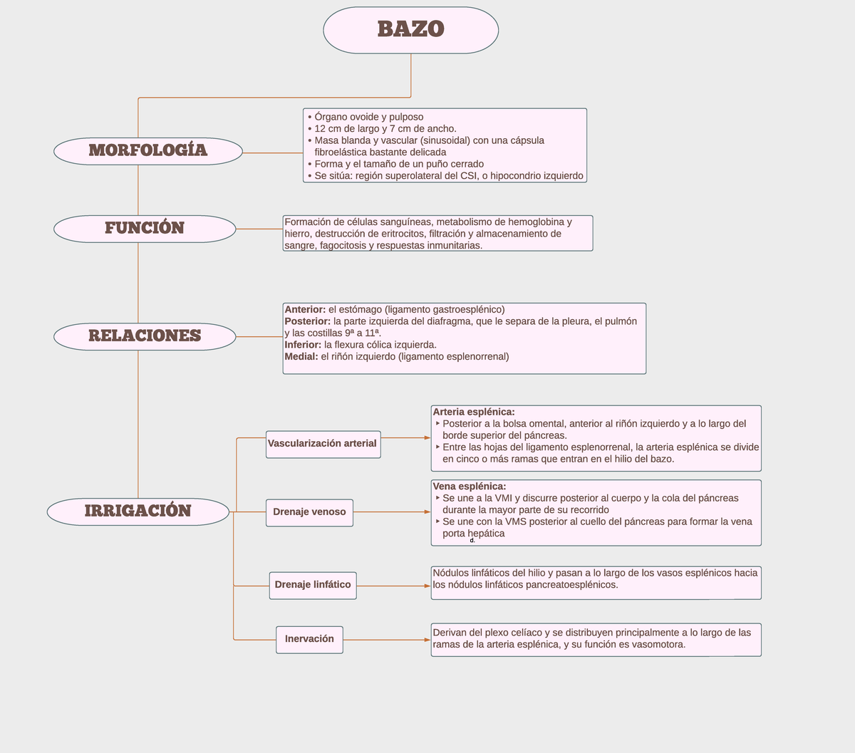Bazo - mapa conceptual del bazo - BA Z O M ORFOLOGÍ A Órgano ovoide y ... Bazo - mapa conceptual del bazo - BA Z O M ORFOLOGÍ A Órgano ovoide y ...
