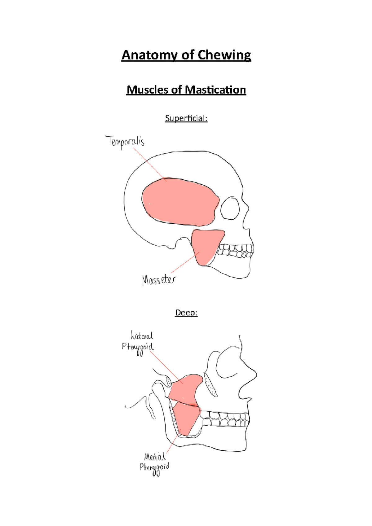 Anatomy of Chewing - Muscles of mastication: masseter, temporals ...