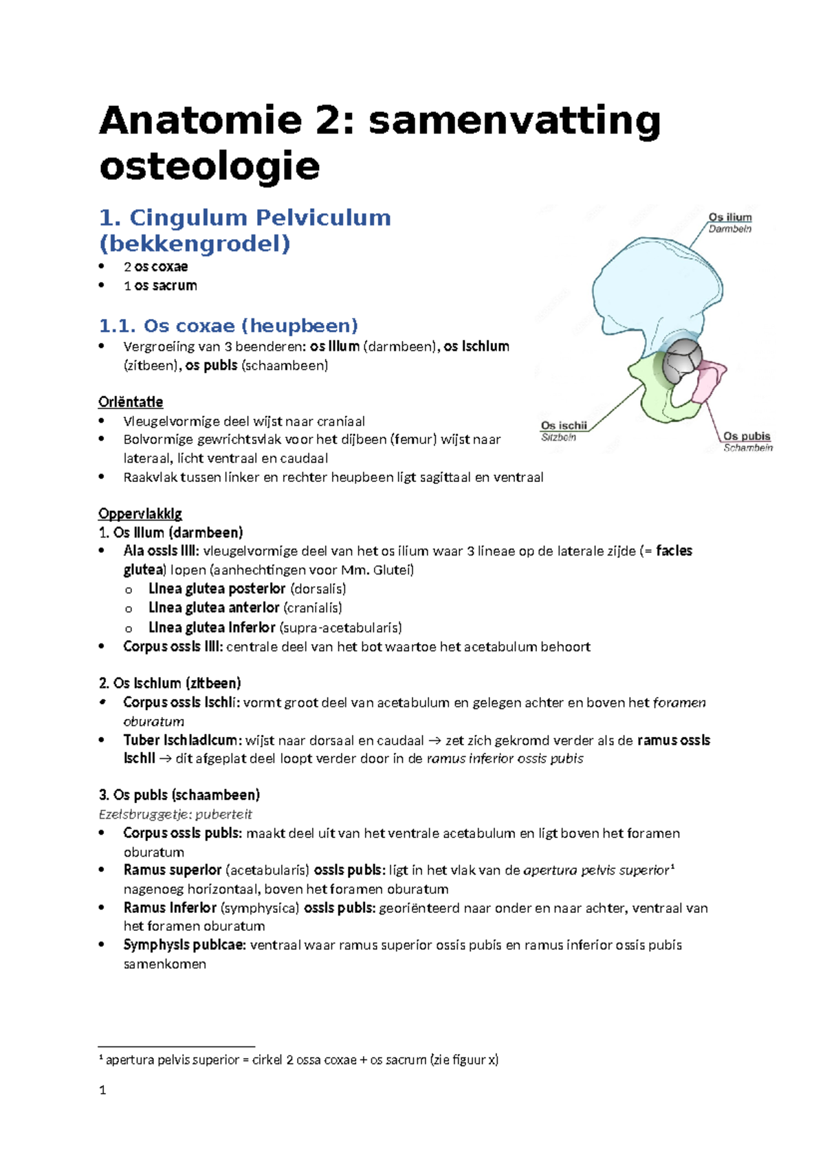 Anatomie 2 - samenvatting osteologie - Cingulum Pelviculum ...