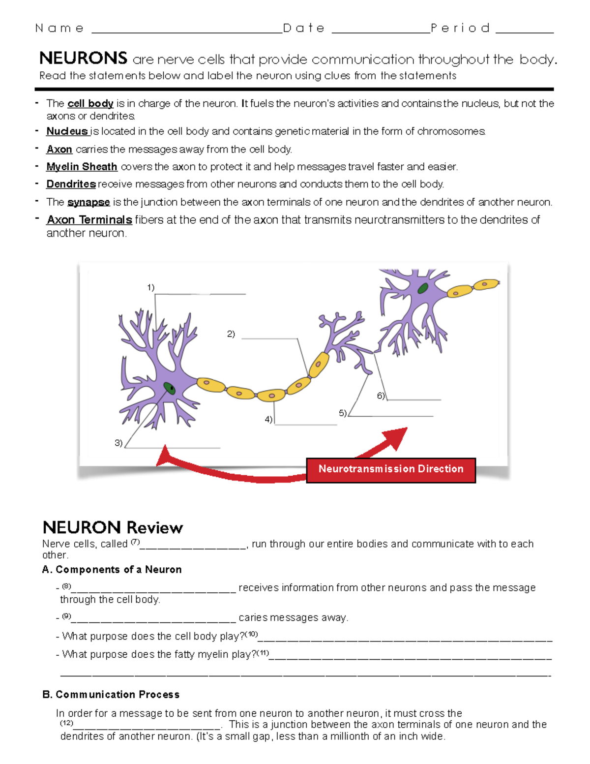 02B Anatomy of a Neuron - ####### N a m e ...