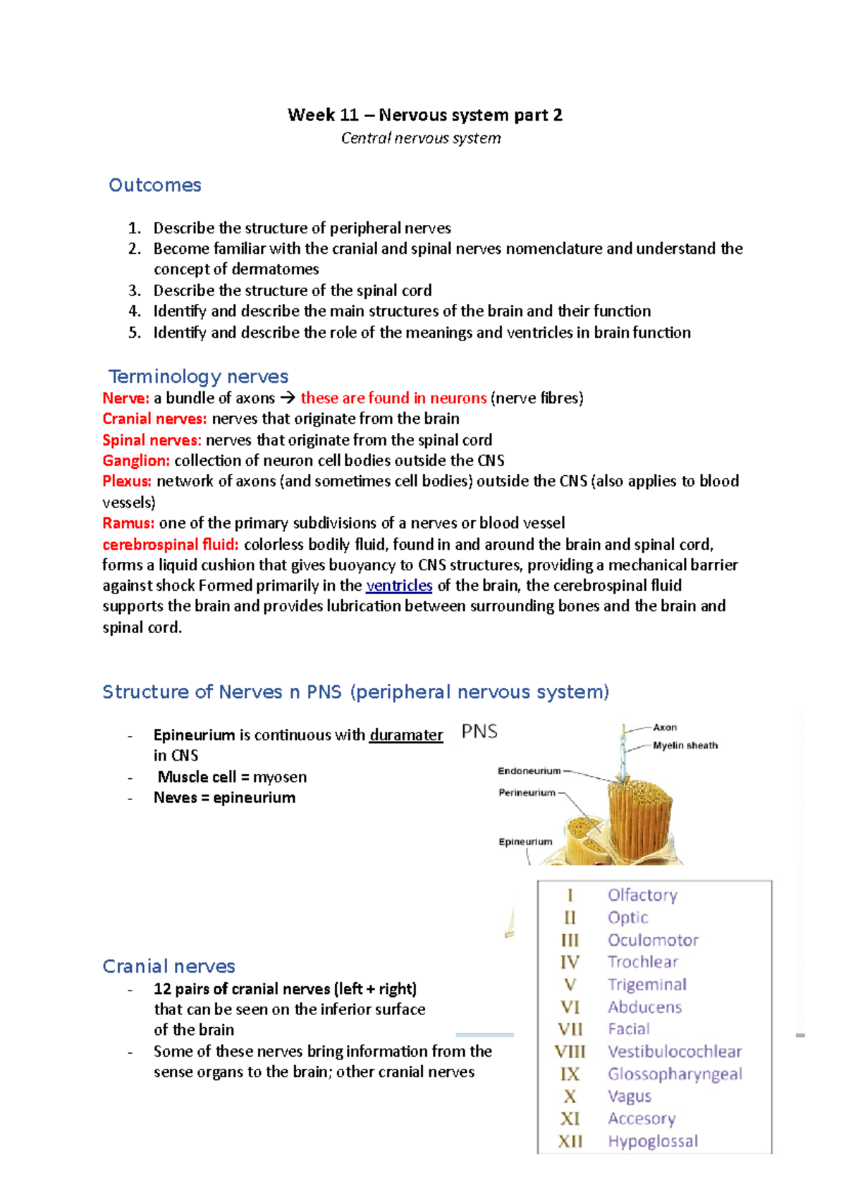 Week 11- nervous sytem part 2 - Week 11 – Nervous system part 2 Central ...