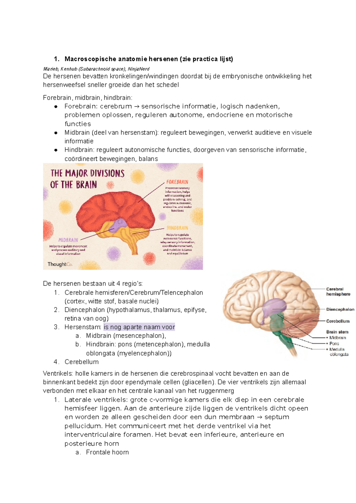 Uitwerking casus 1 - Macroscopische anatomie hersenen (zie practica ...