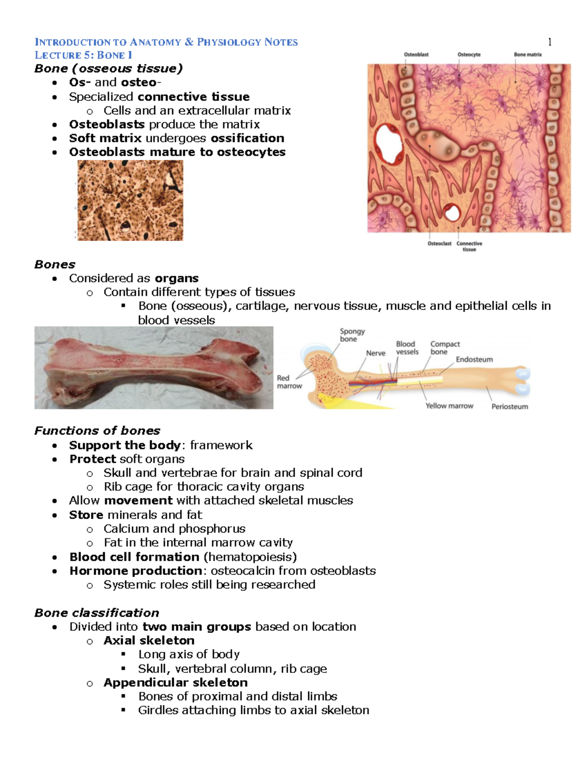 Lecture 5- BONE I - Erika Hartle - LECTURE 5: BONE I Bone (osseous ...