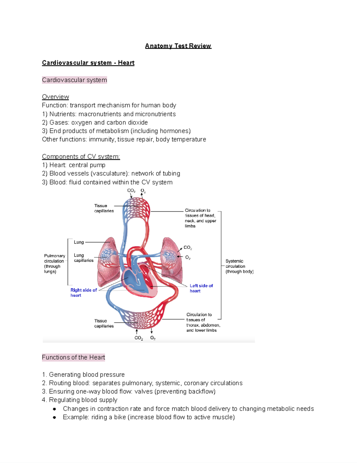 Anatomy Test Review 1 - Google Docs - Anatomy Test Review ...