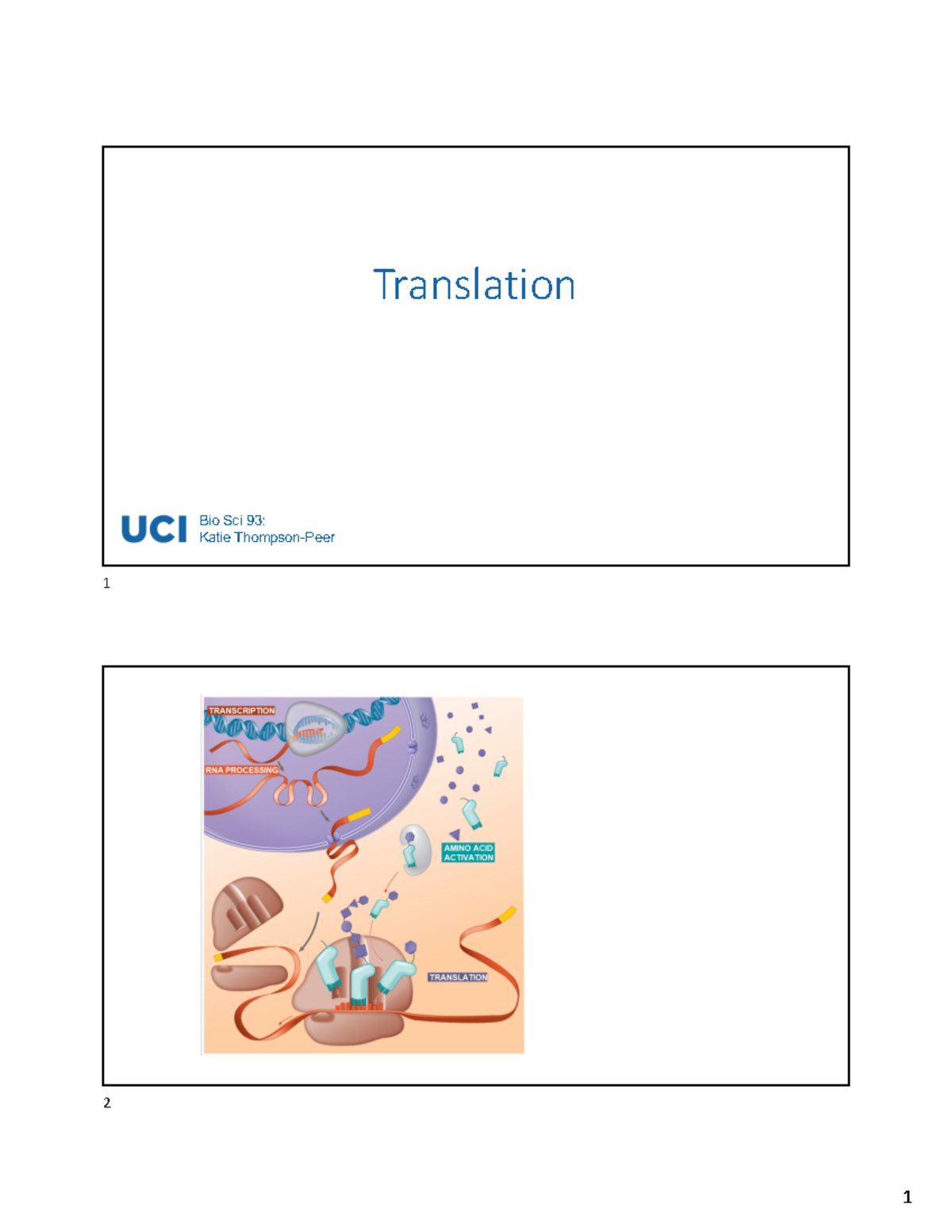 17 Translation basics notes - Translation Bio Sci 93: Katie Thompson ...