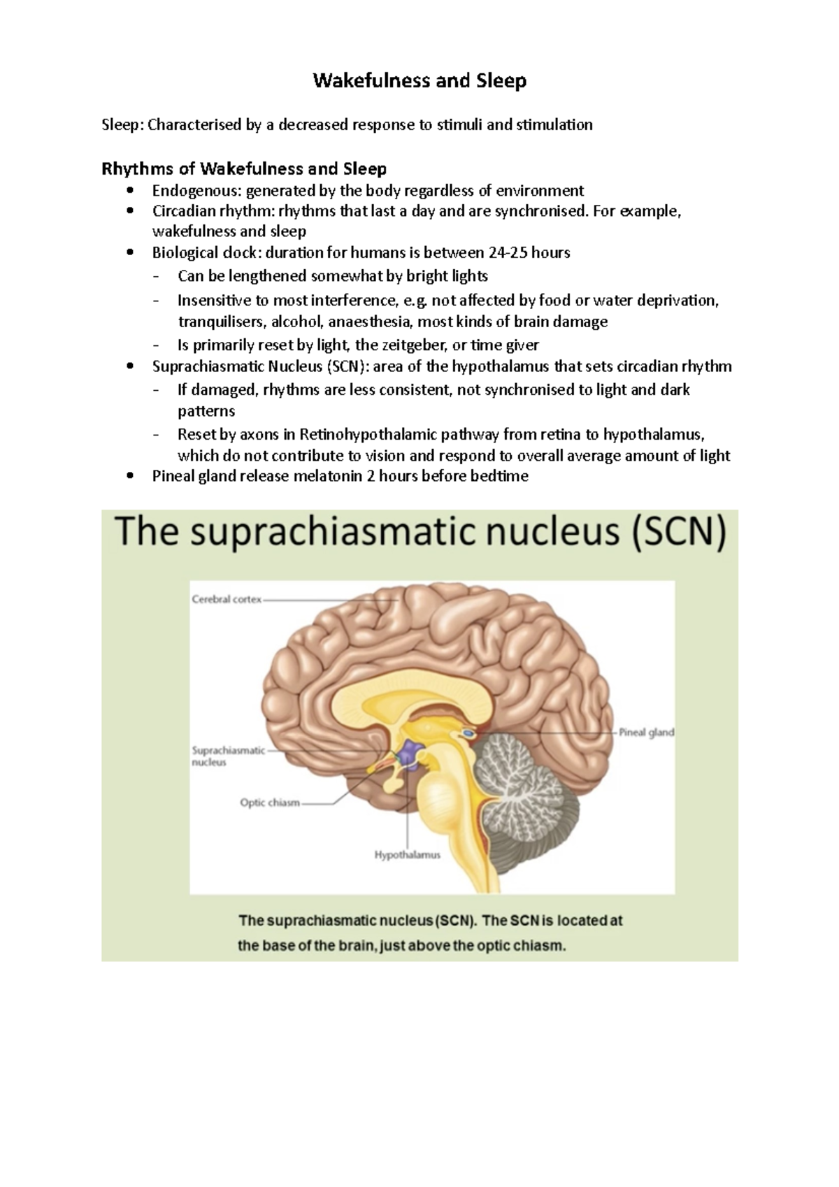 Week 9 - Wakefulness and Sleep - Wakefulness and Sleep Sleep ...