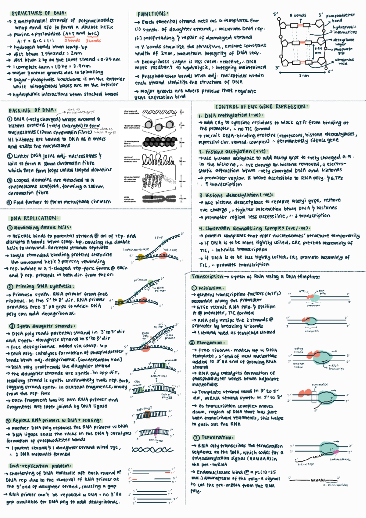 DNA summary - STRUCTURE OF DNA: FUNCTIONS H bonds phosphodiester 2 ...