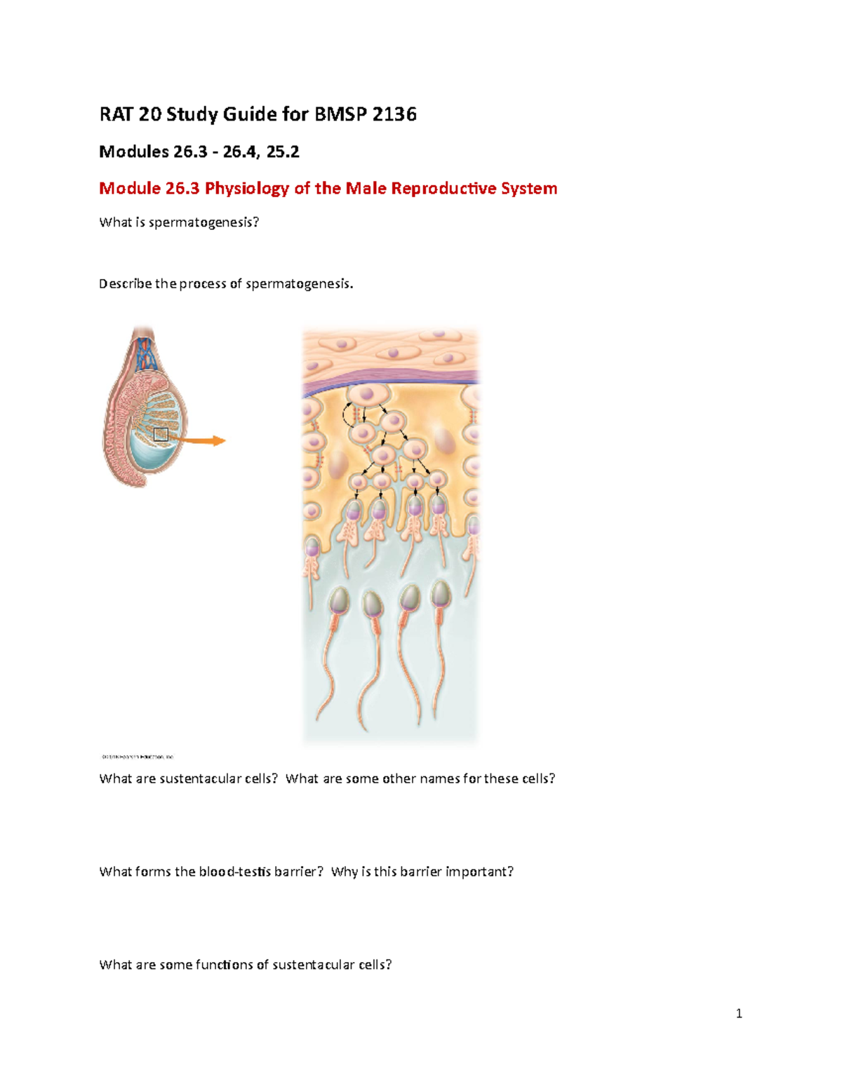RAT 20 - 26.3-26.4, 25.2 2nd E - RAT 20 Study Guide for BMSP 2136 ...