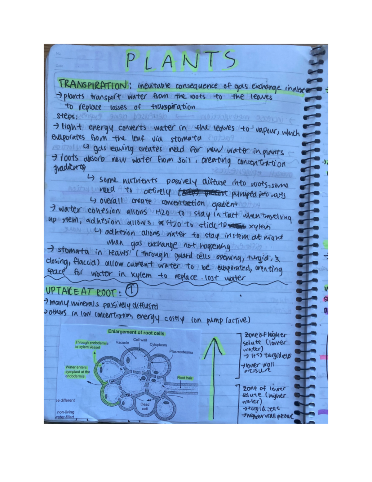 Bio notes plants - BISC 1401 - Studocu