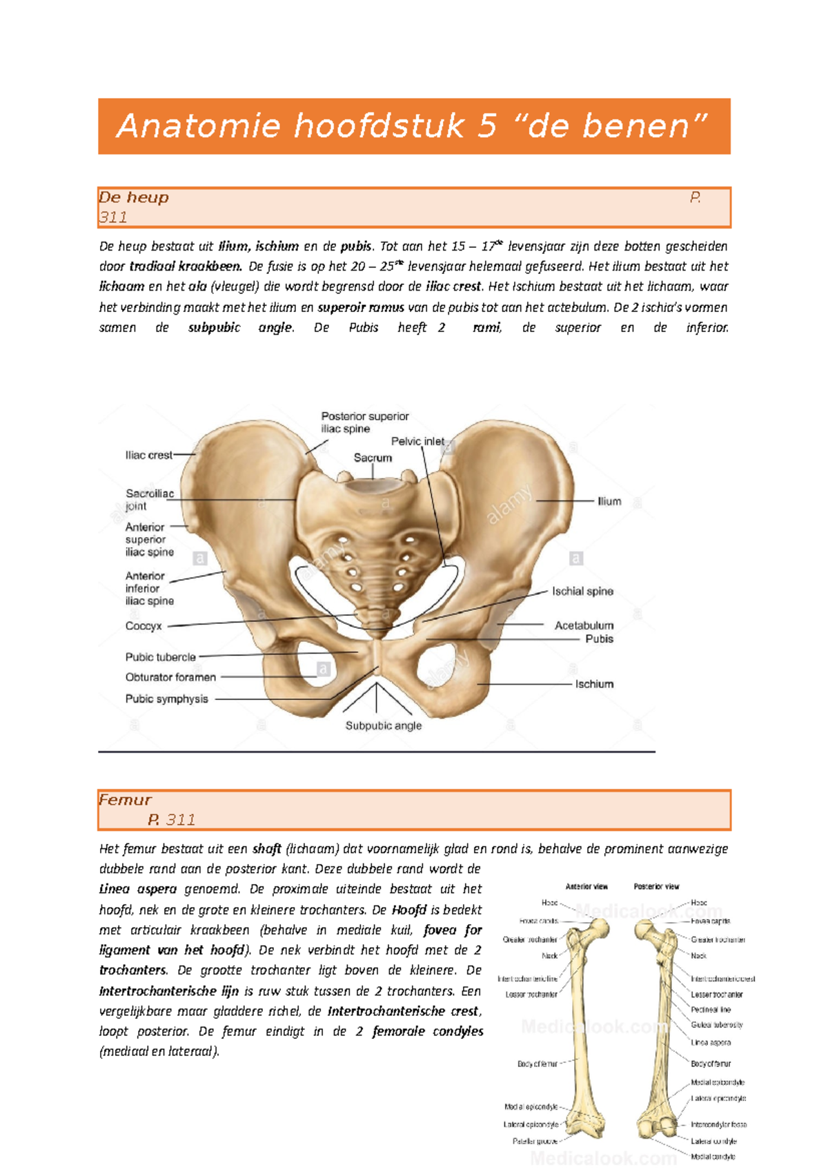 Anatomie hoofdstuk 5 - De heup bestaat uit Ilium, ischium en de pubis ...