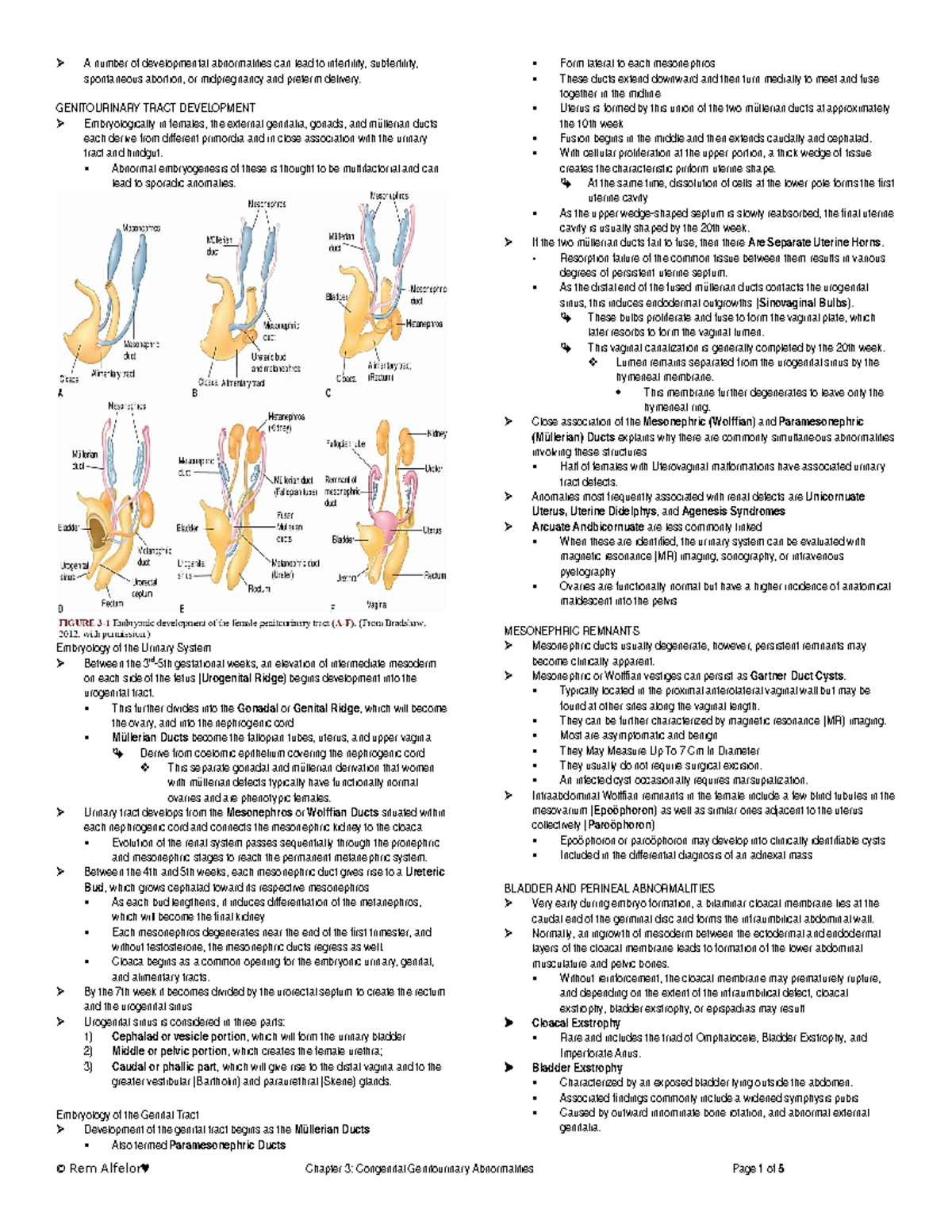 Congenital Genitourinary Abnormalities docx - A number of developmental ...