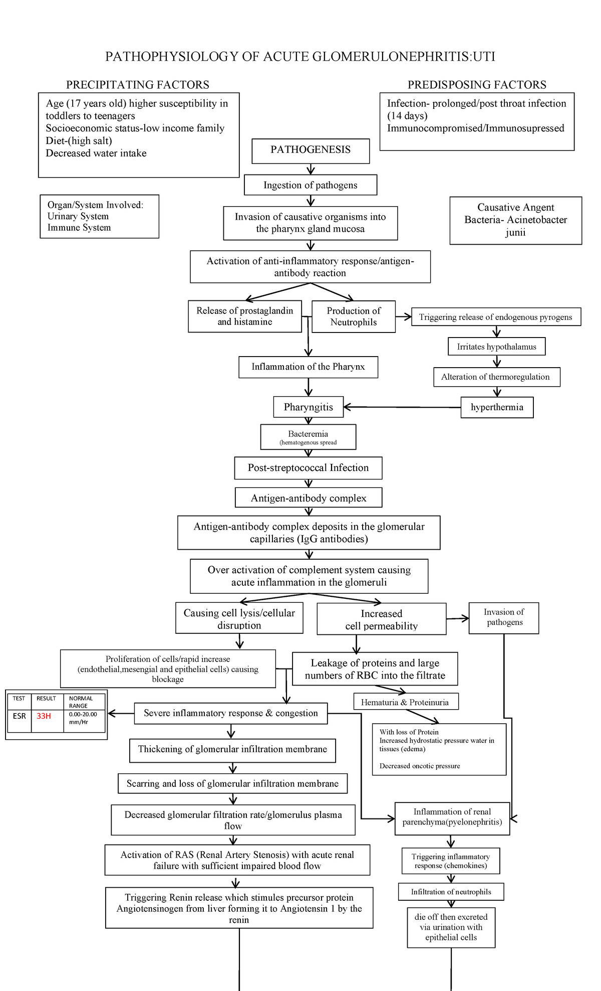 Pathophysiology OF Acute Glomerulonephritis - PATHOPHYSIOLOGY OF ACUTE ...