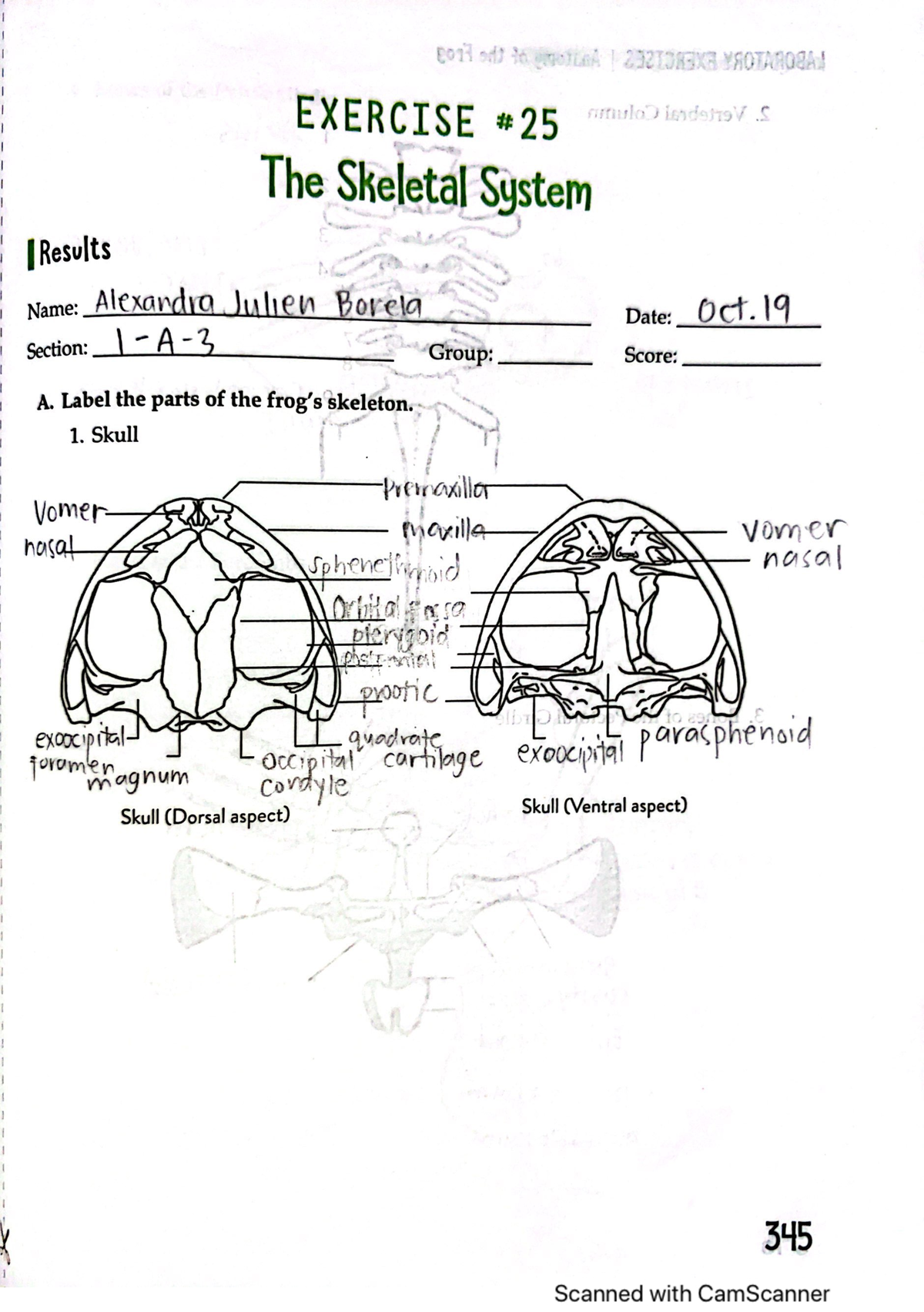 Skeletal-System - Kahit ano - National Service Training Program - Studocu