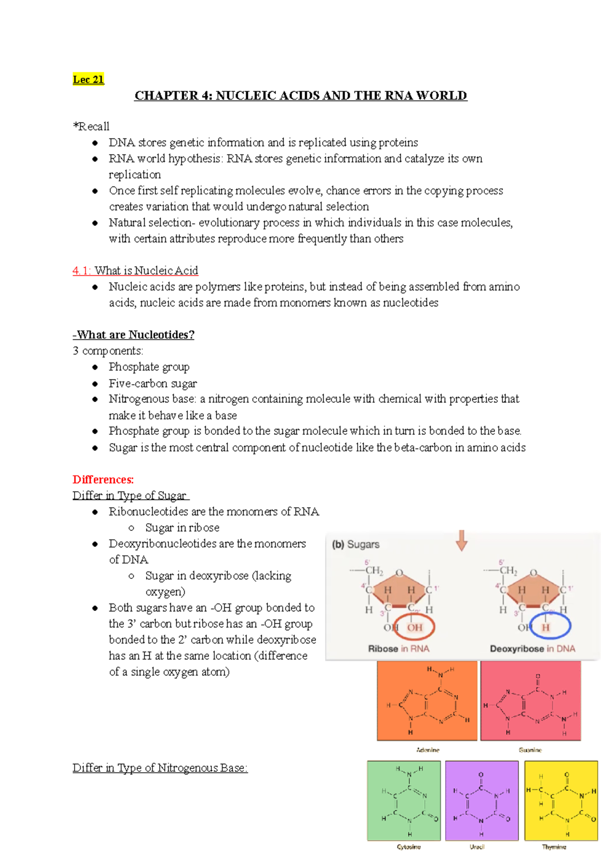 Test 3 lecture notes - Lec 21 CHAPTER 4: NUCLEIC ACIDS AND THE RNA ...