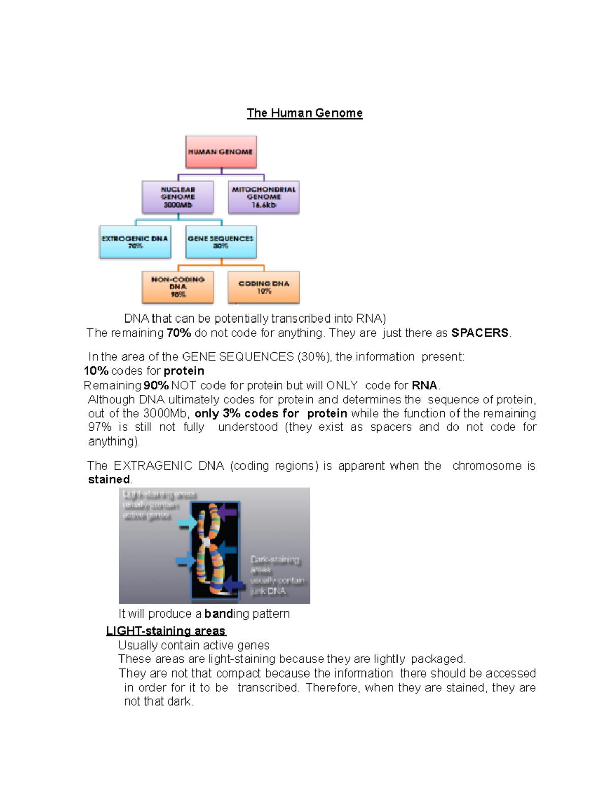 The Human Genome - notes - The Human Genome DNA that can be potentially ...
