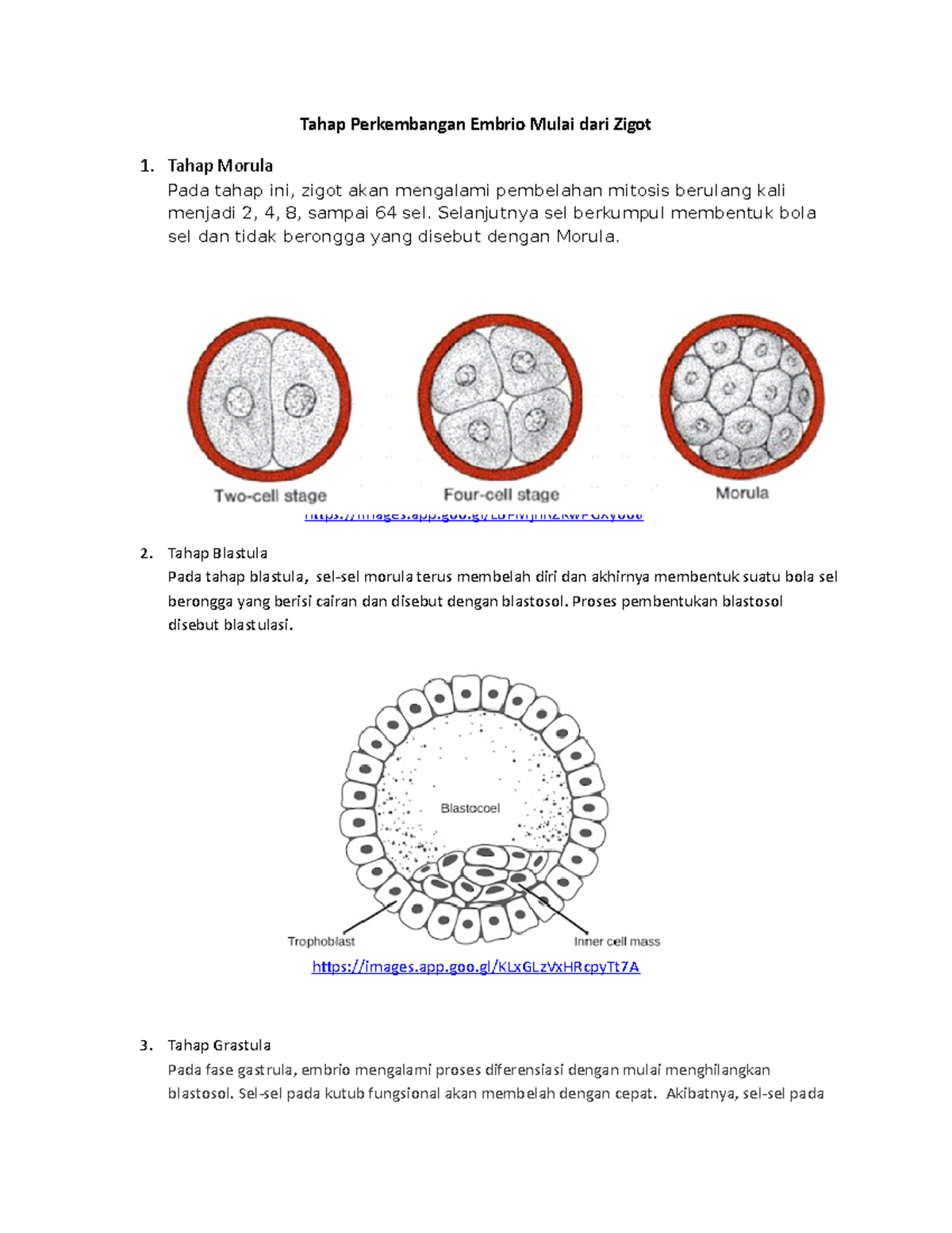 Tahap Perkembangan Embrio Mulai DARI Zigot - Biologi Umum - UGM - Studocu