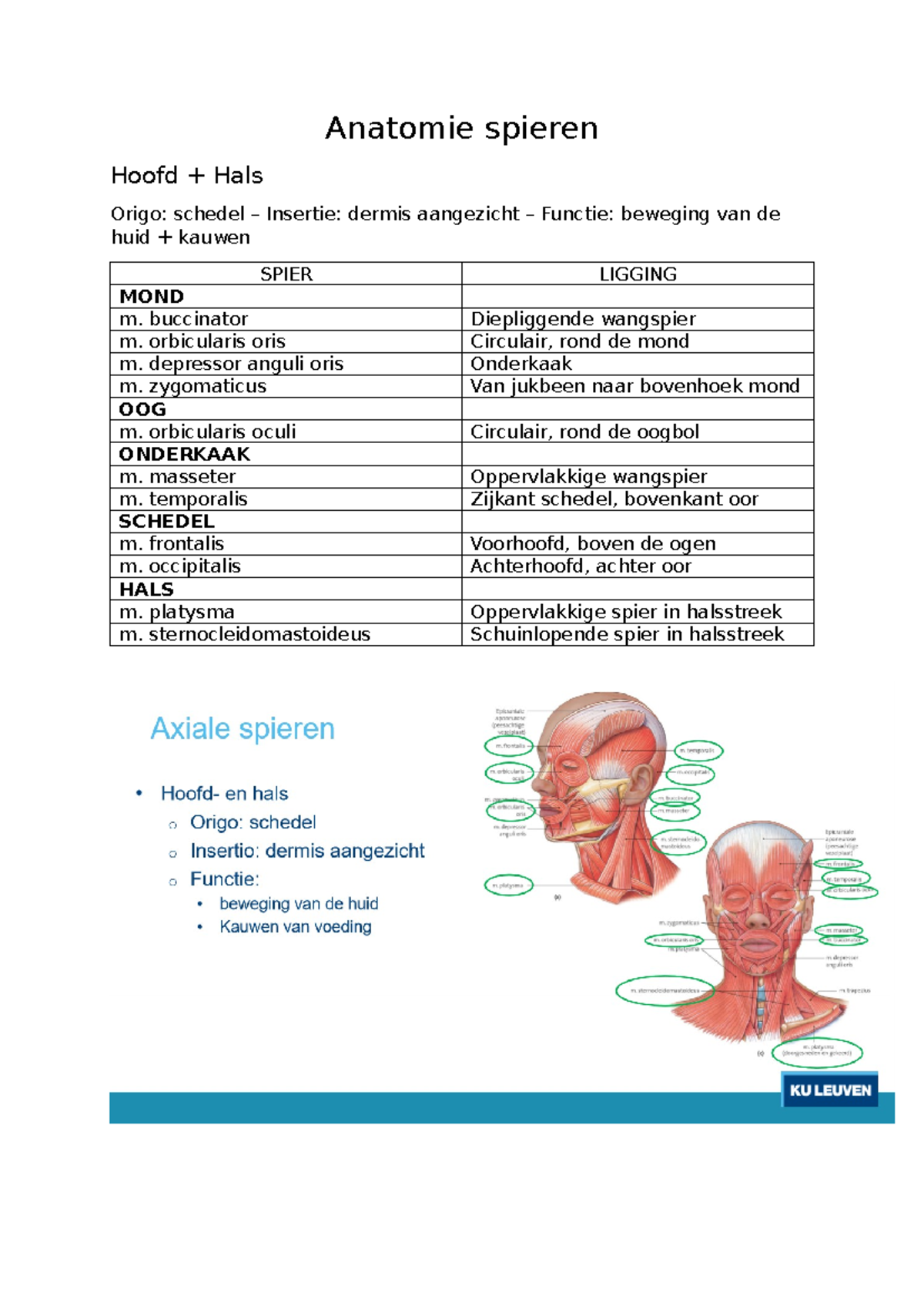 Anatomie spieren - Anatomie spieren Hoofd + Hals Origo: schedel ...