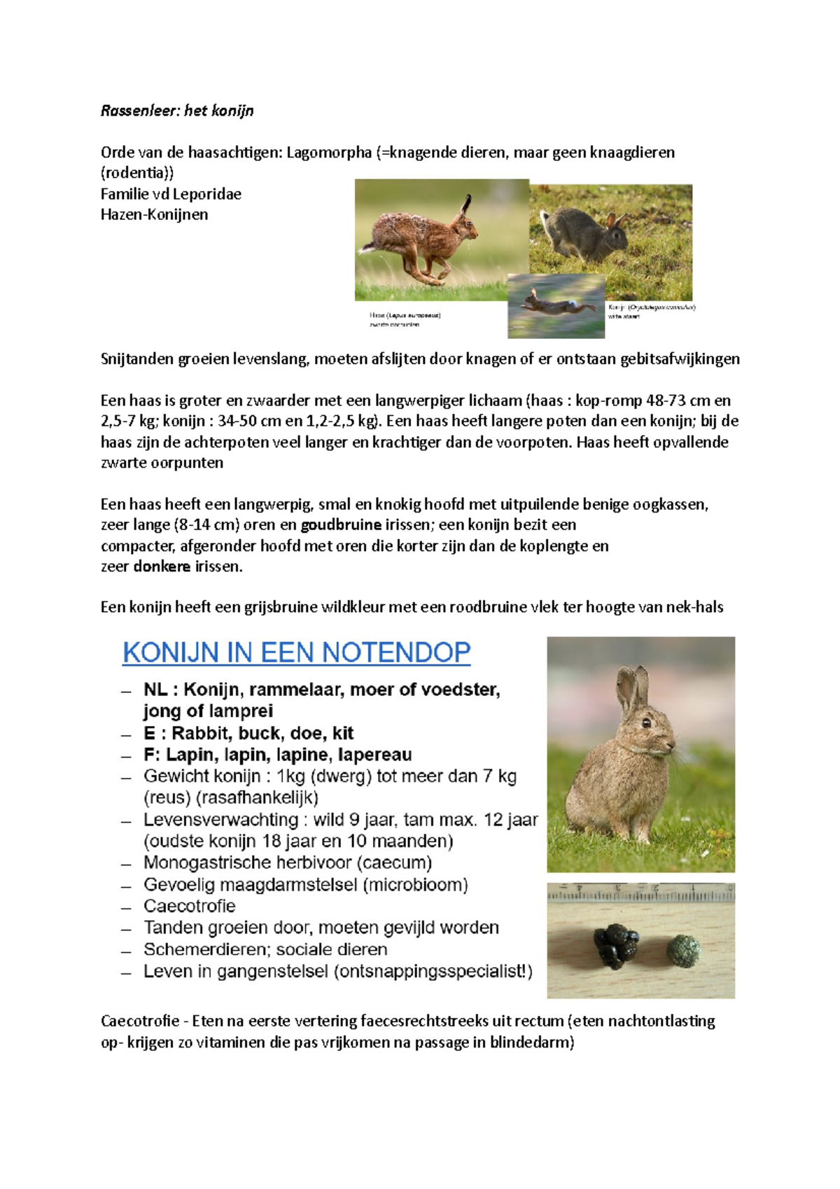 Rassenleer het konijn - Rassenleer: het konijn Orde van de haasachtigen ...