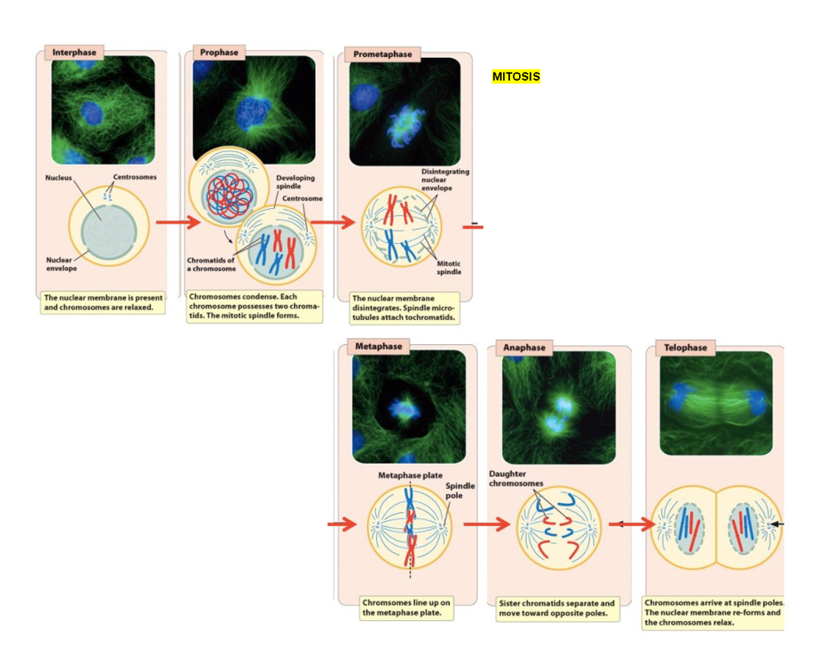 Module 9 Mitosis and Meiosis Step by Step Processes - BIO 151 - MITOSIS ...