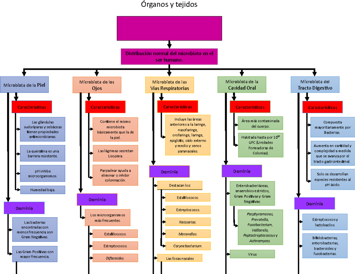 Procesos Infecciosos - Órganos y tejidos Distribución normal del ...