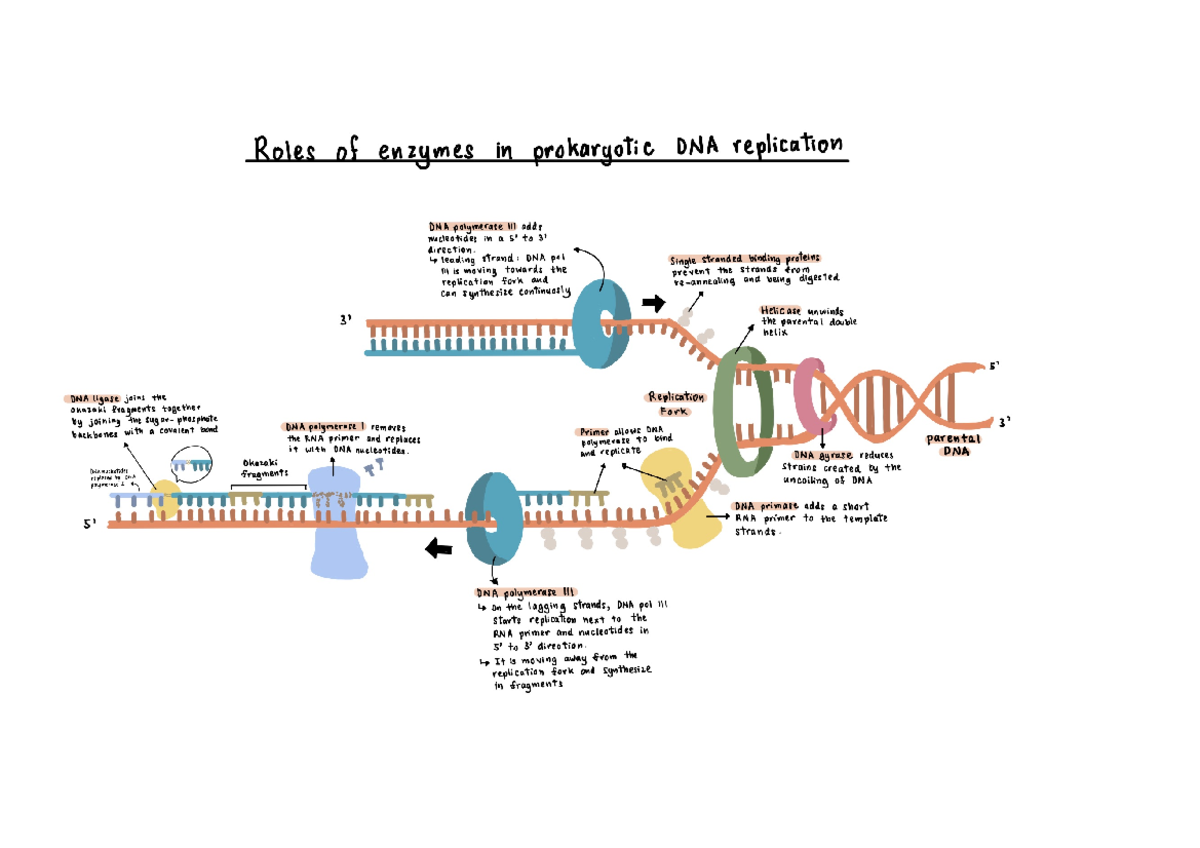 DNA Replication Diagram - Biology - Studocu
