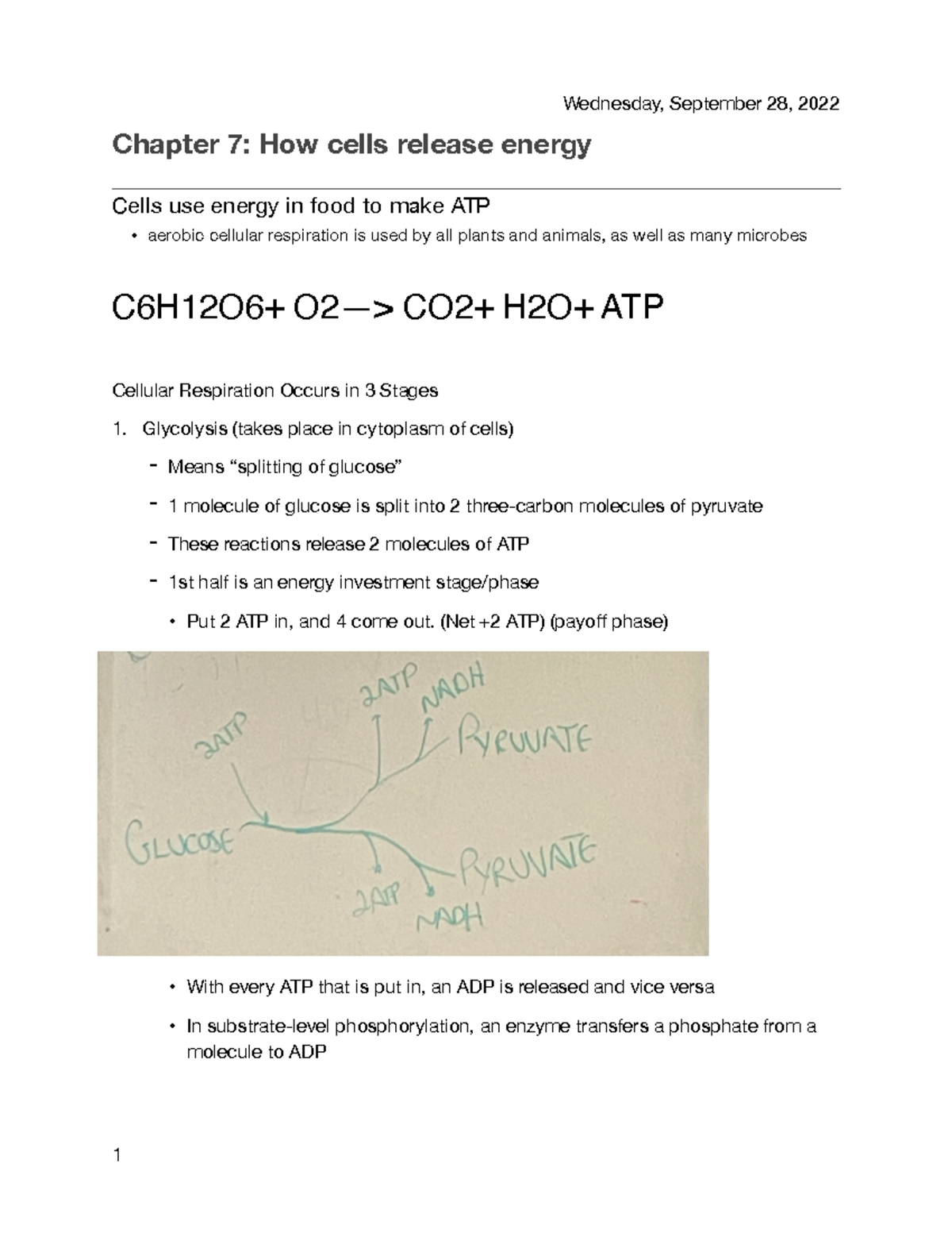 Cellular Respiration - Joel Bergh - Chapter 7: How cells release energy ...