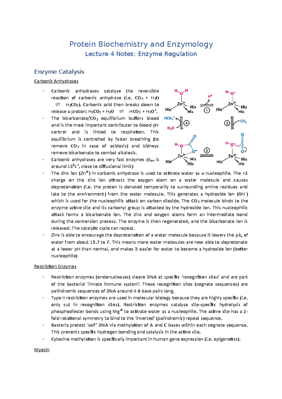 Lecture 4 Notes (Enzyme Regulation) - Protein Biochemistry and ...