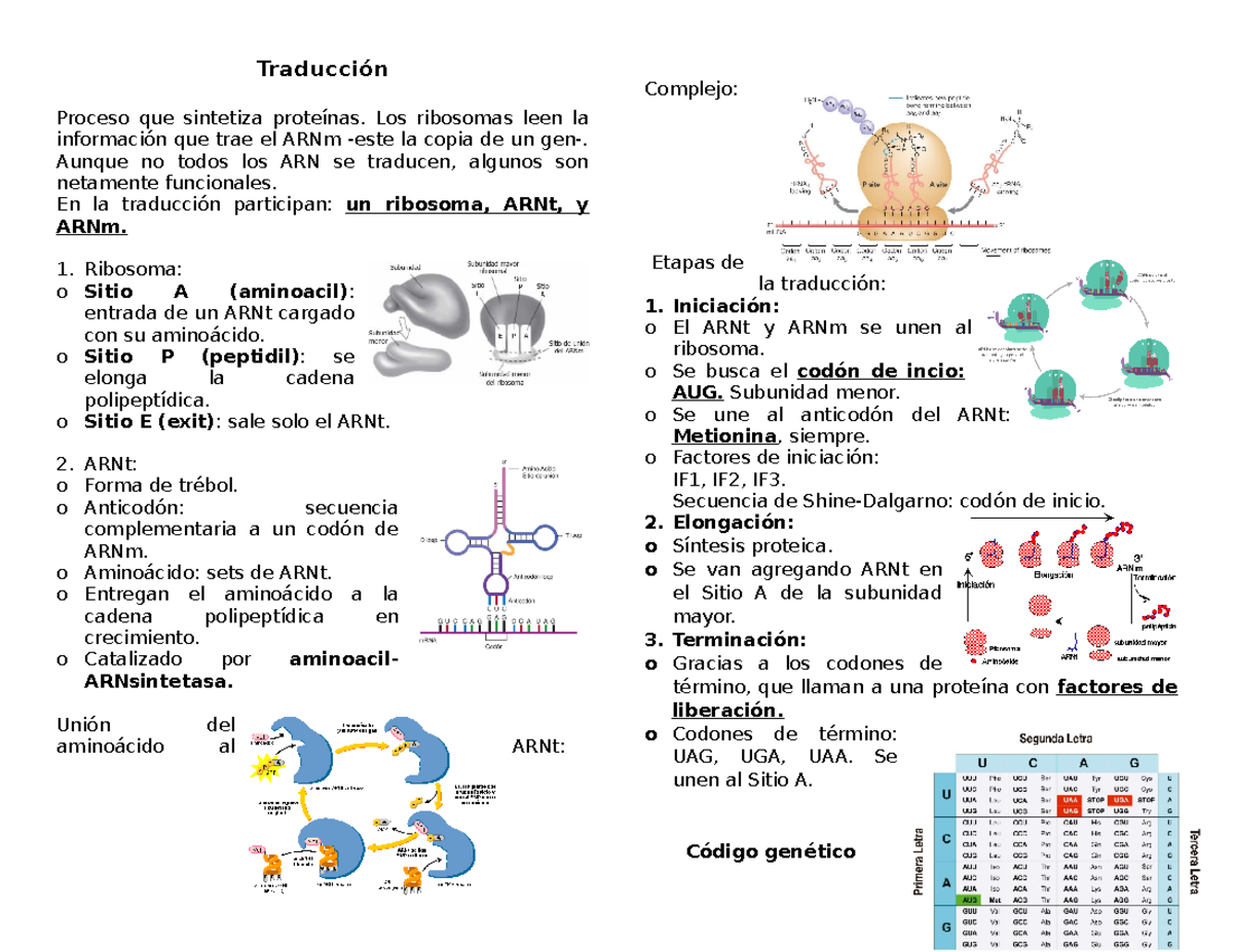Apuntes digitales U4 Solemne 3 - Traducción Proceso que sintetiza ...