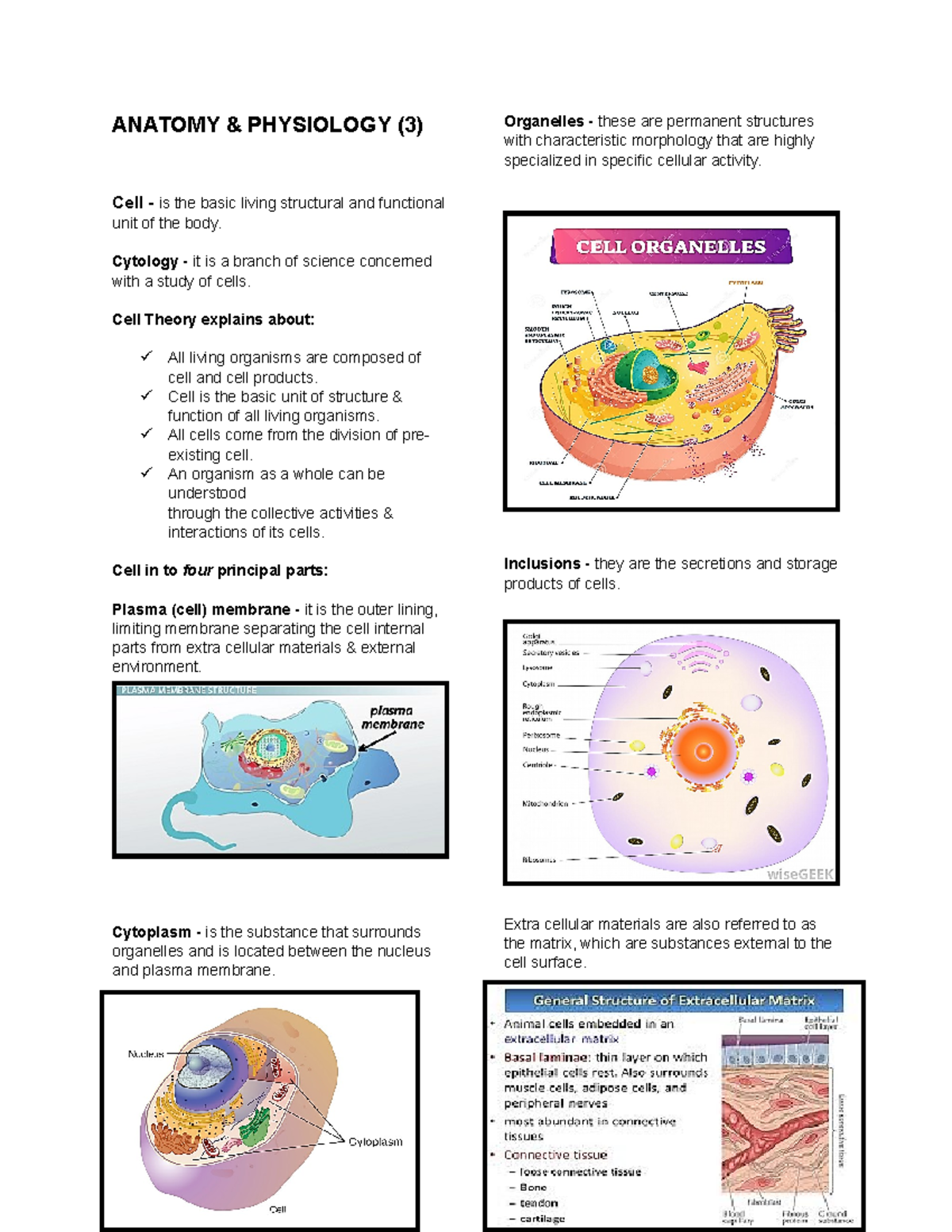 Anatomyphysiology 3 - Lecture notes 1-10 - ANATOMY & PHYSIOLOGY (3 ...