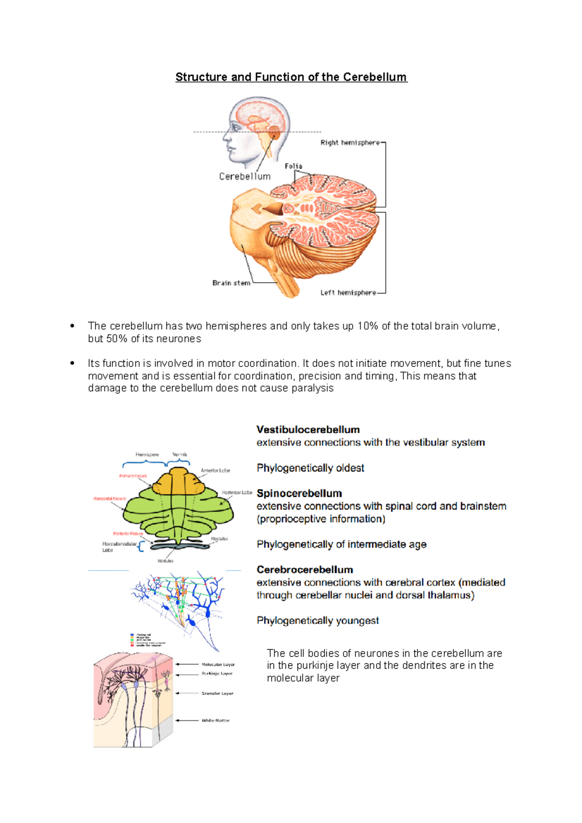 Lecture 13 notes - Structure and Function of the Cerebellum - Structure ...
