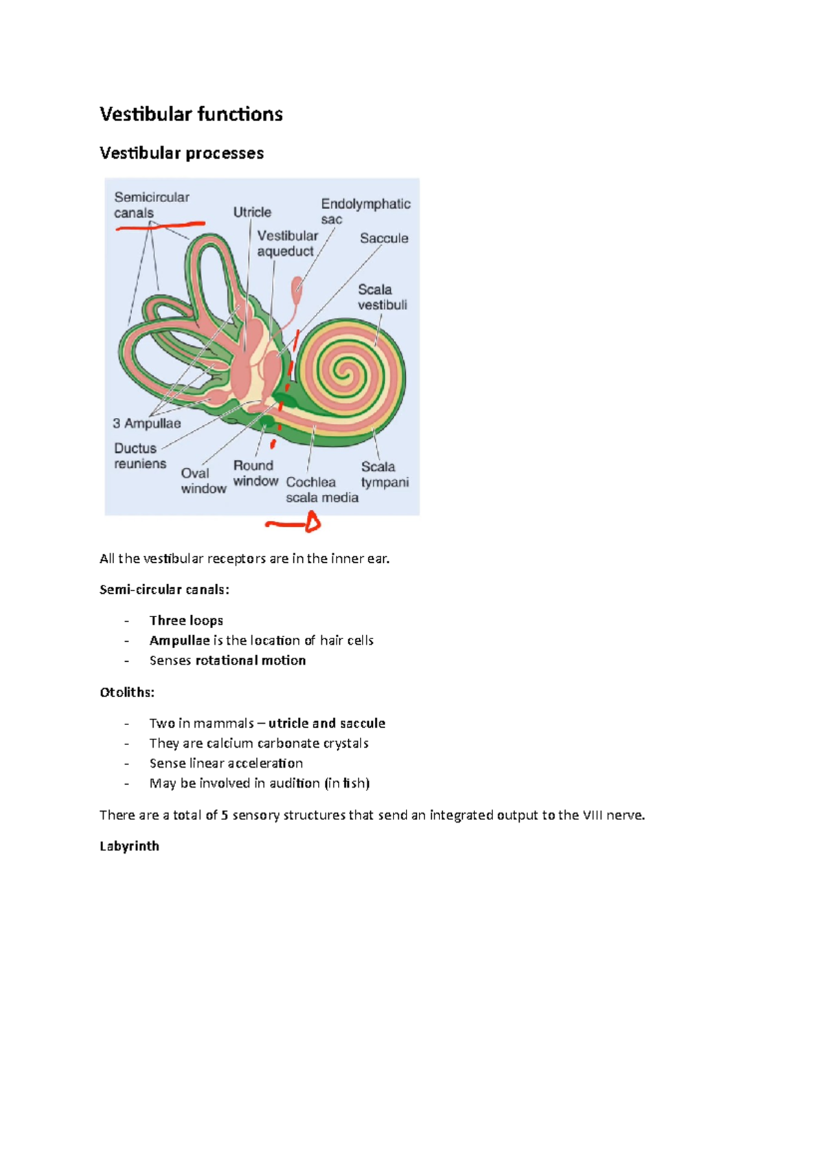 Module 10 - Pt3 - The Vestibular System - Vestibular functions ...