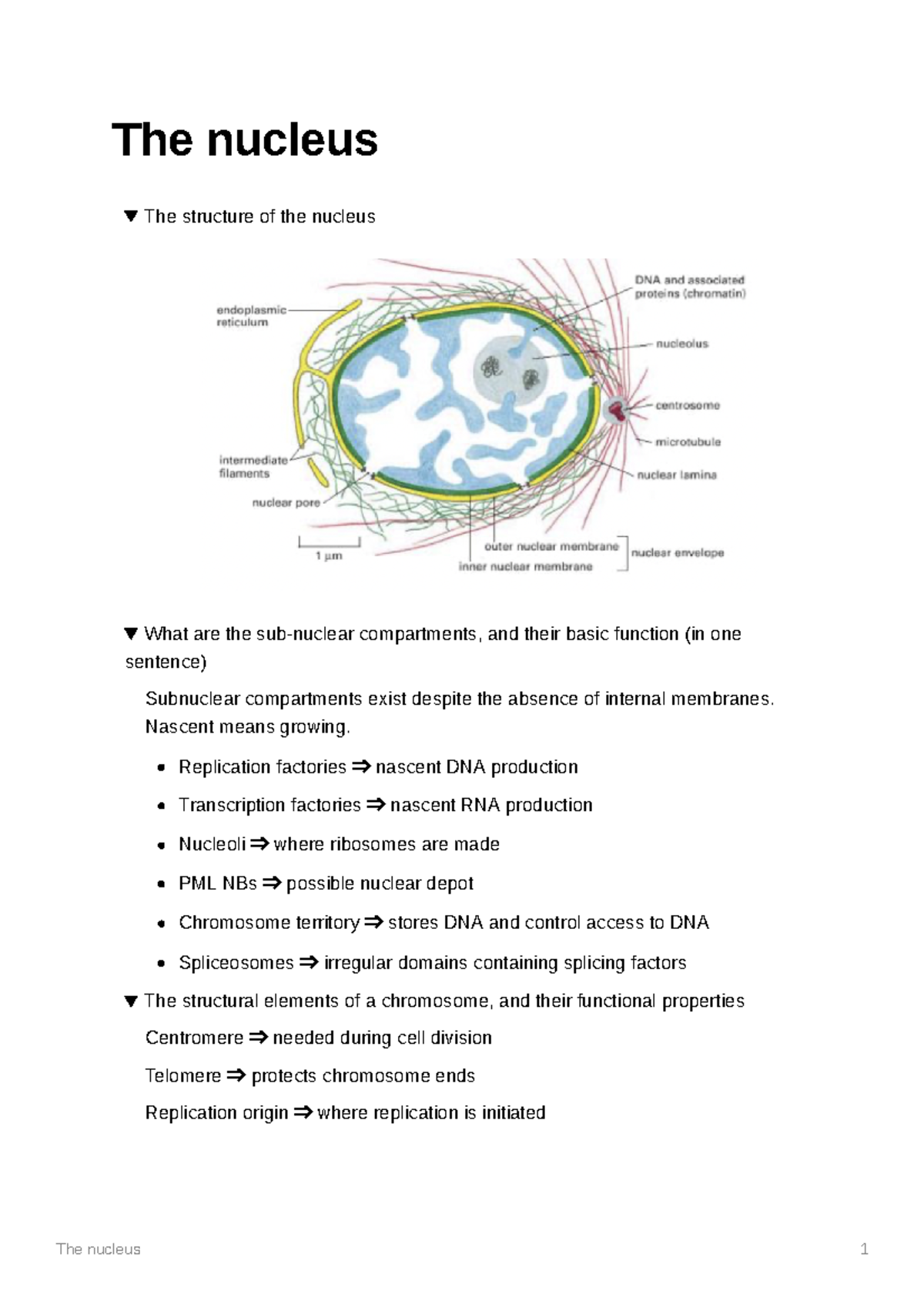 The nucleus notes - The nucleus The structure of the nucleus What are ...