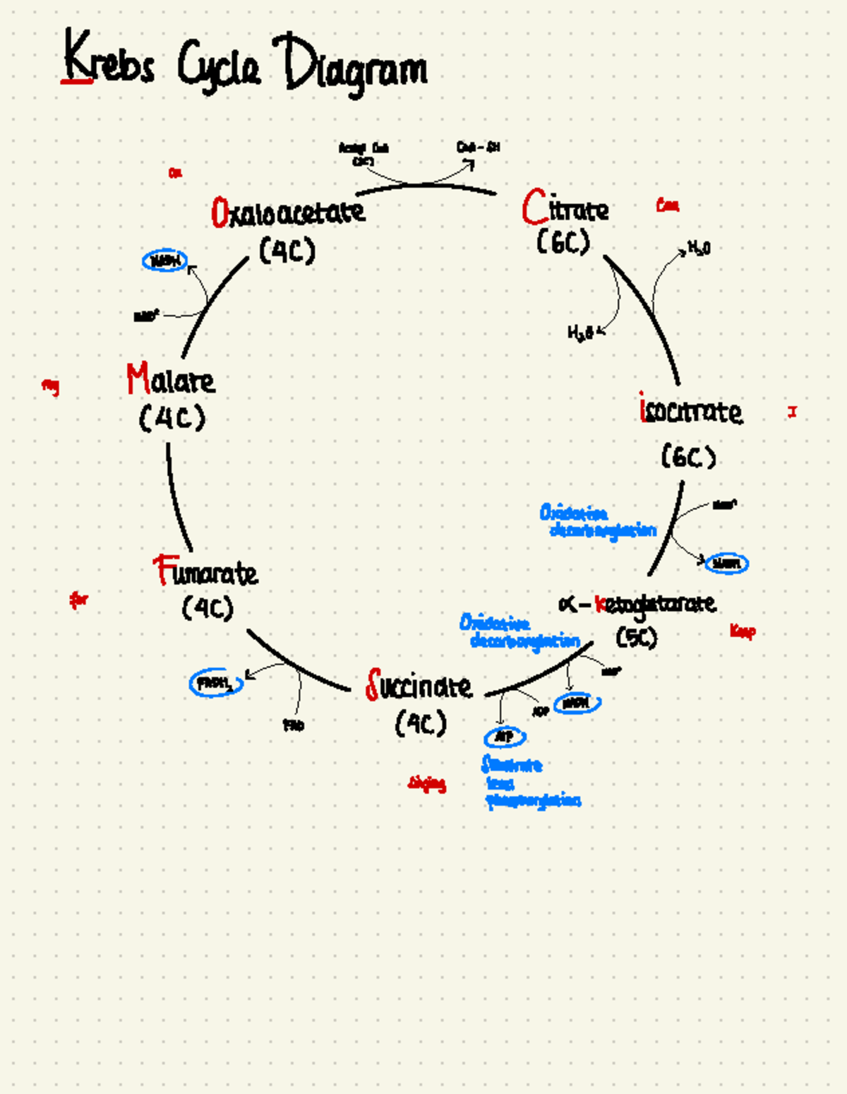 3. Respiration Krebs Cycle - Krebs Cycle Diagram Acetyl CA s CoA-SH 7 ...