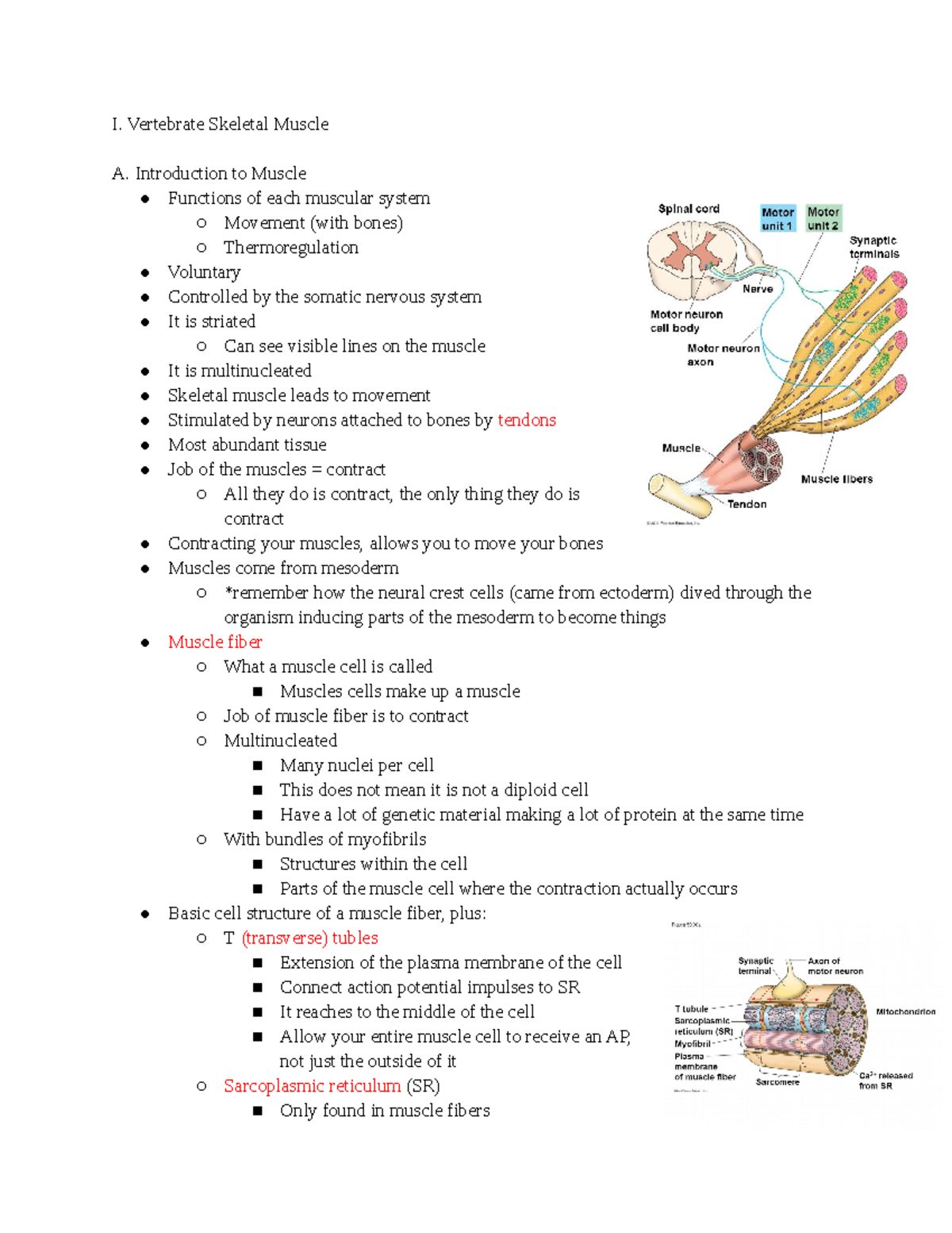 Topic 21 - Musculoskeletal System - I. Vertebrate Skeletal Muscle A ...