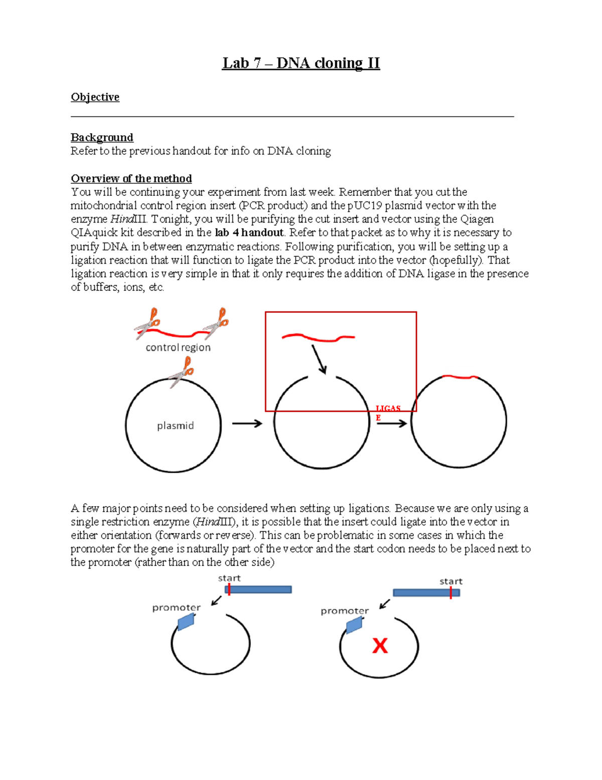 Lab 7 - DNA cloning II - Lab 7 – DNA cloning II Objective Background ...
